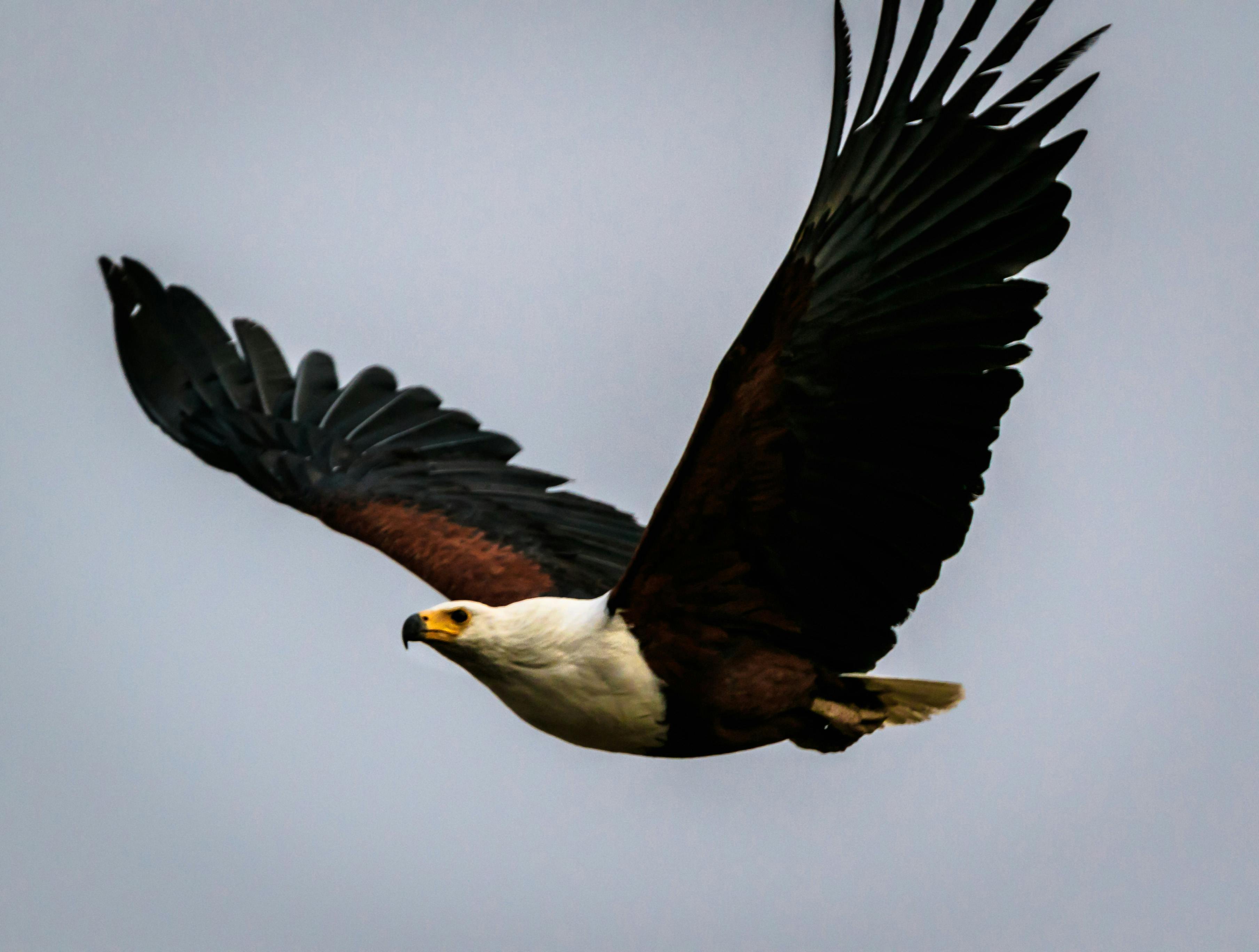 Free stock photo of africa, fish eagle, zambia