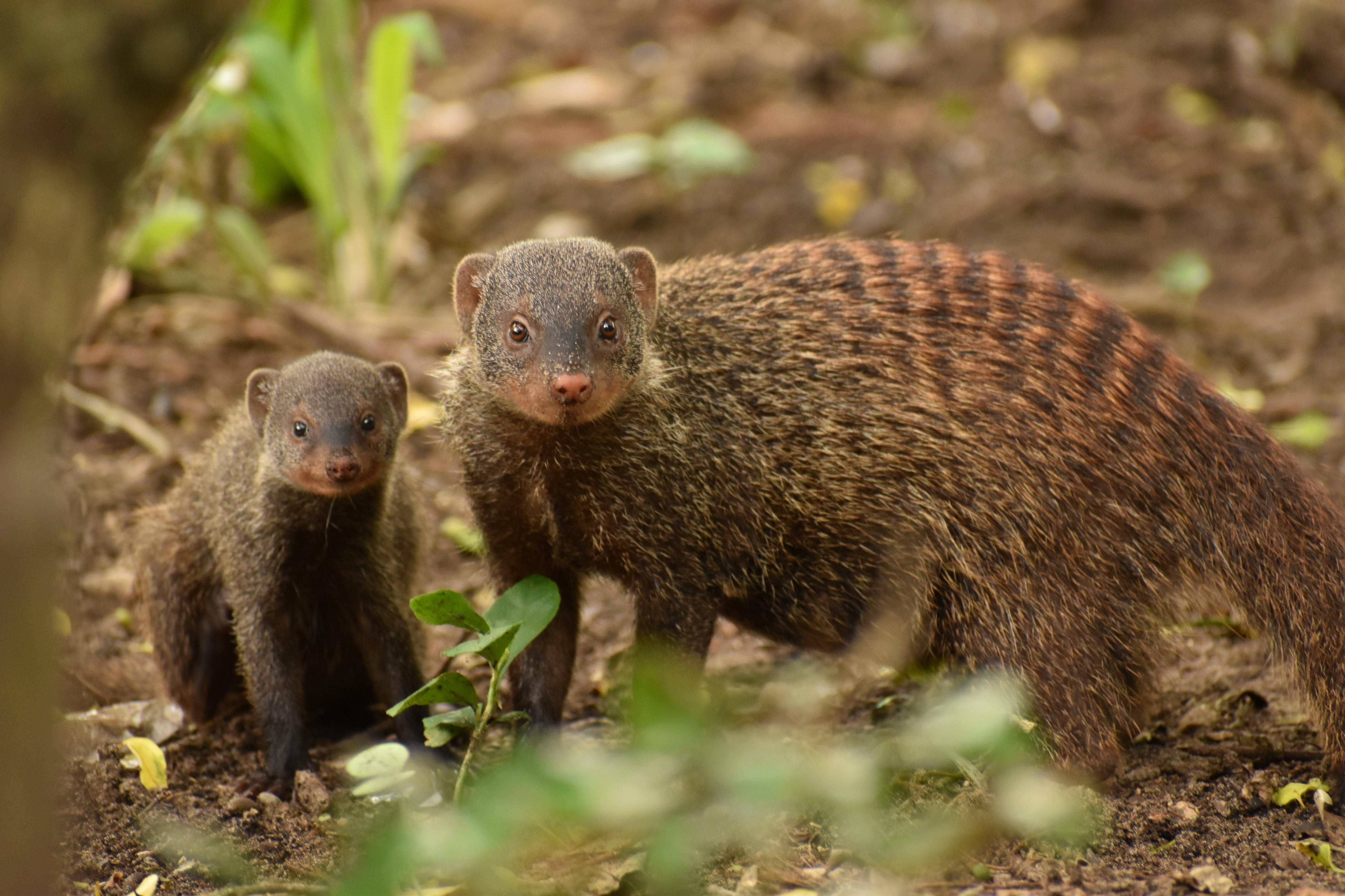 Close-Up Shot of Two Mongooses on the Ground · Free Stock Photo
