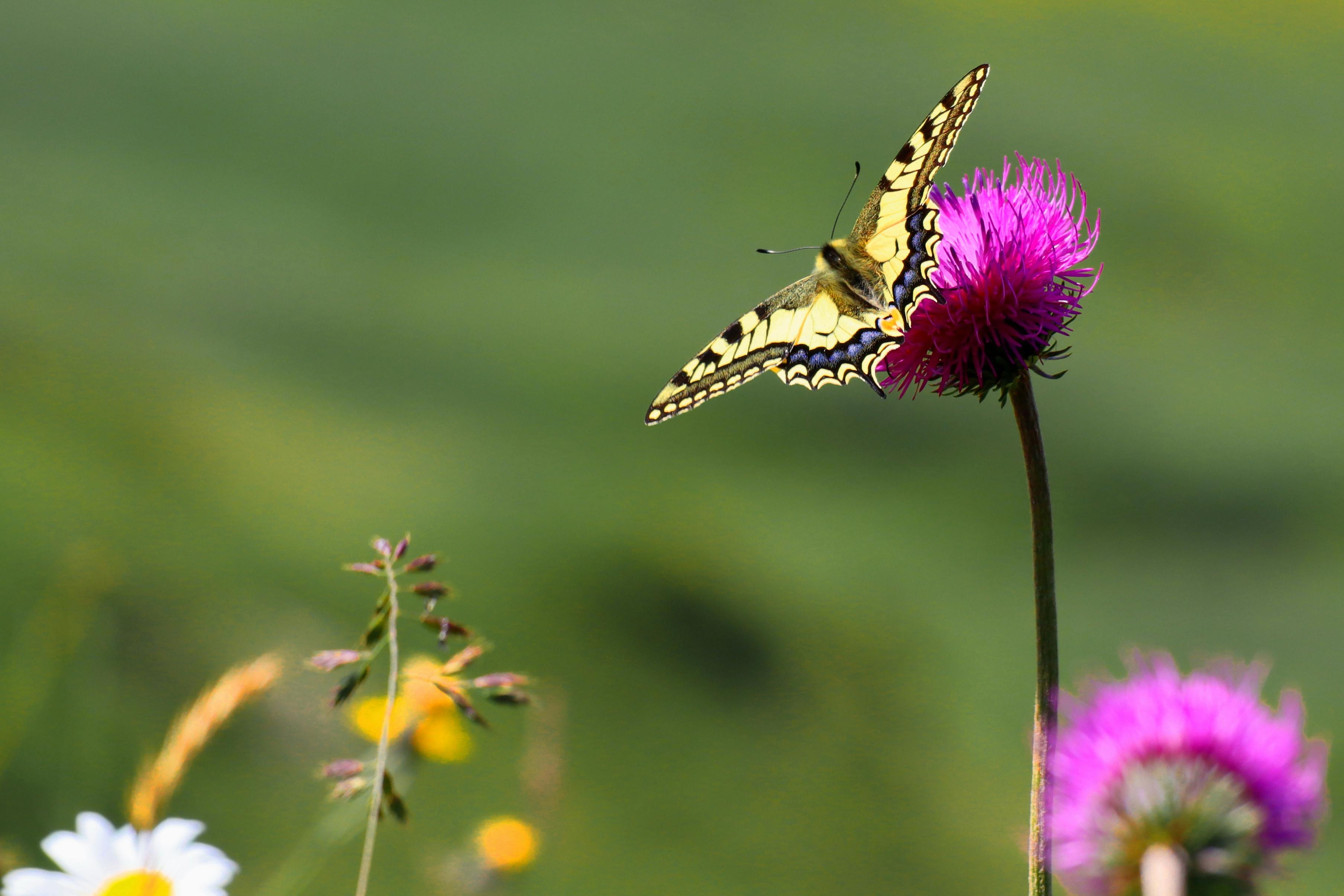 Black and White Butterfly Perch on Yellow Petaled Flower · Free Stock Photo