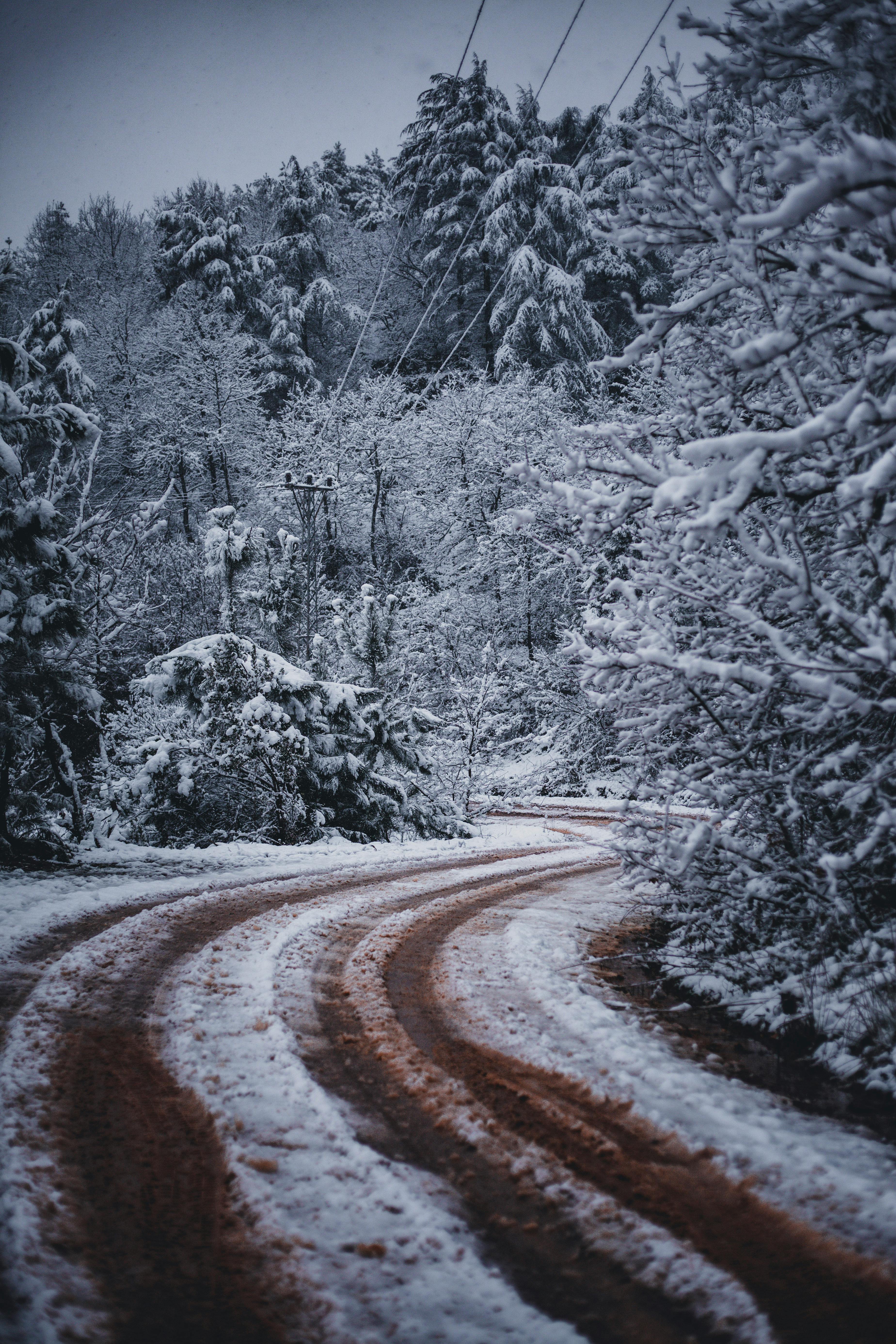 Snow Covered Road Between Trees · Free Stock Photo