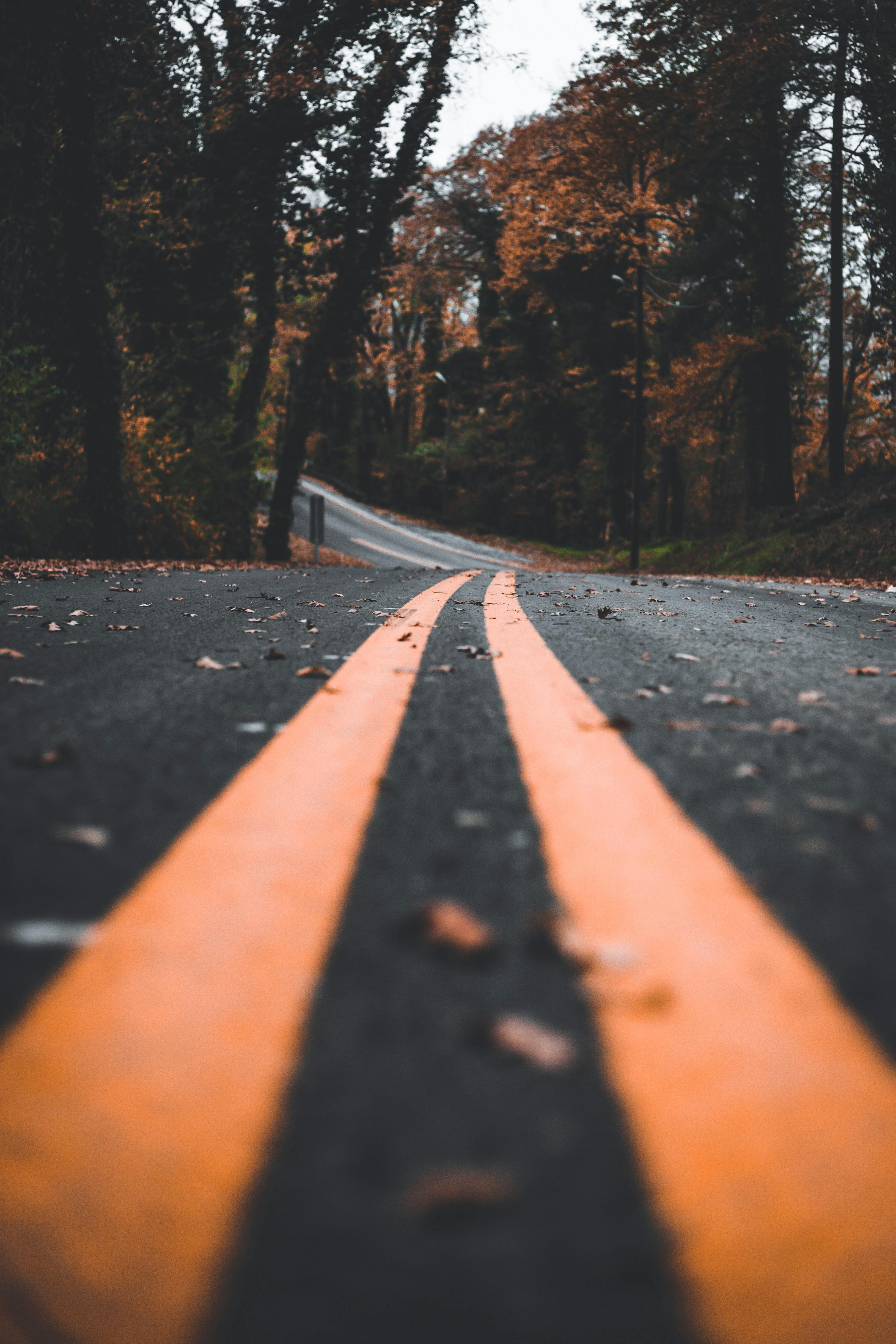 Low-Angle Shot of a Road with Leaves · Free Stock Photo