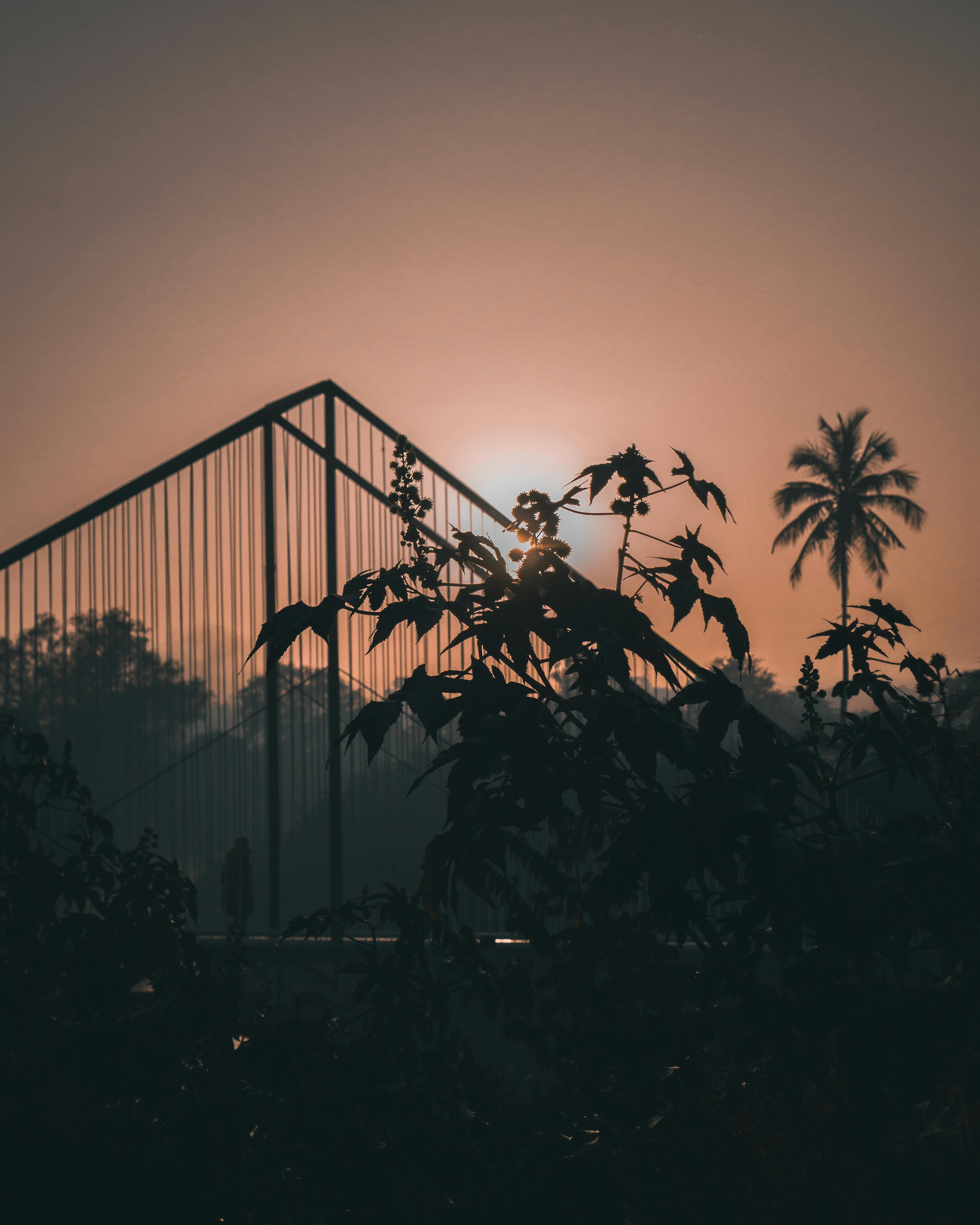 Silhouette of Plants Near Tall Guard Railings · Free Stock Photo