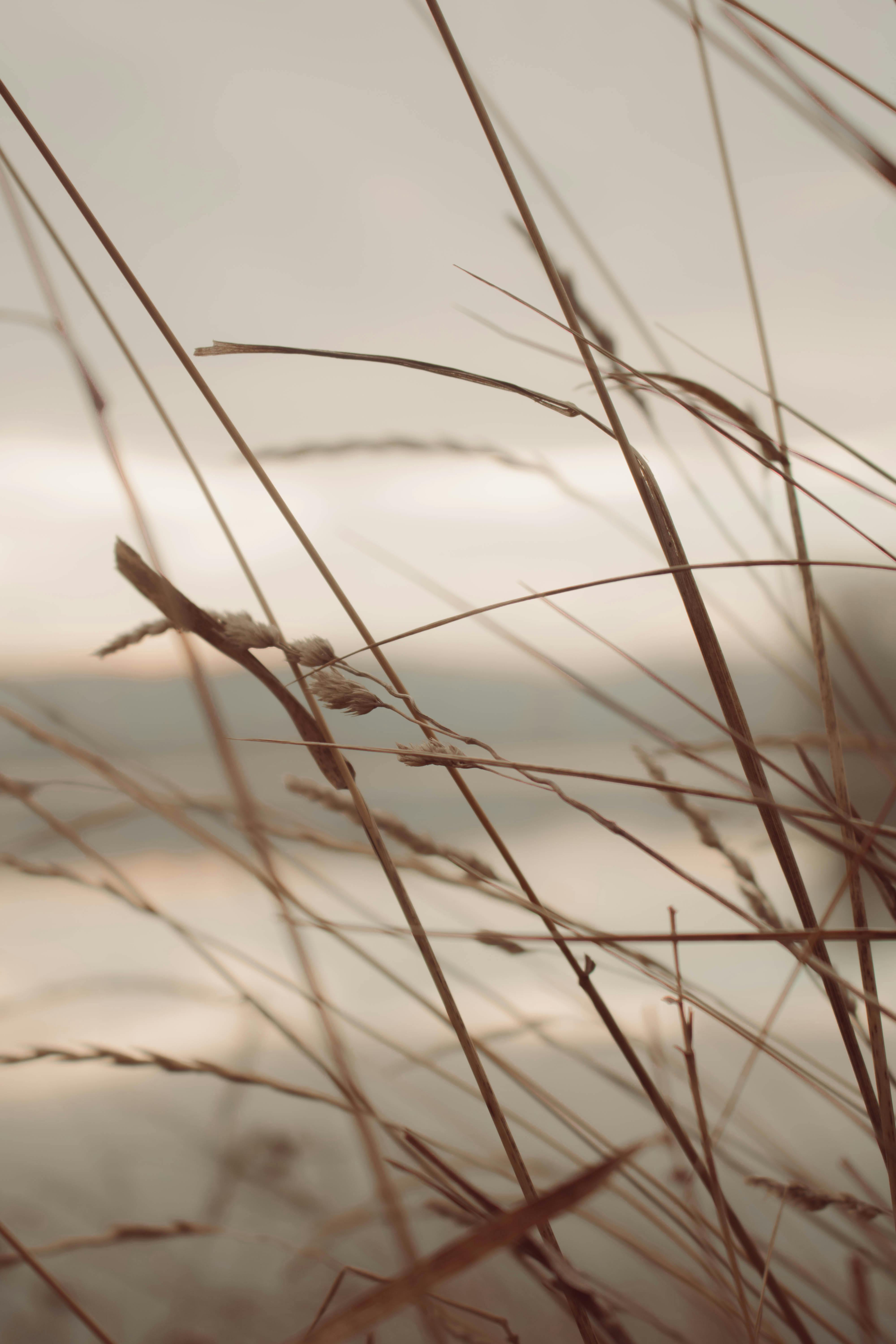 Dried Reed in Close-Up Photography · Free Stock Photo