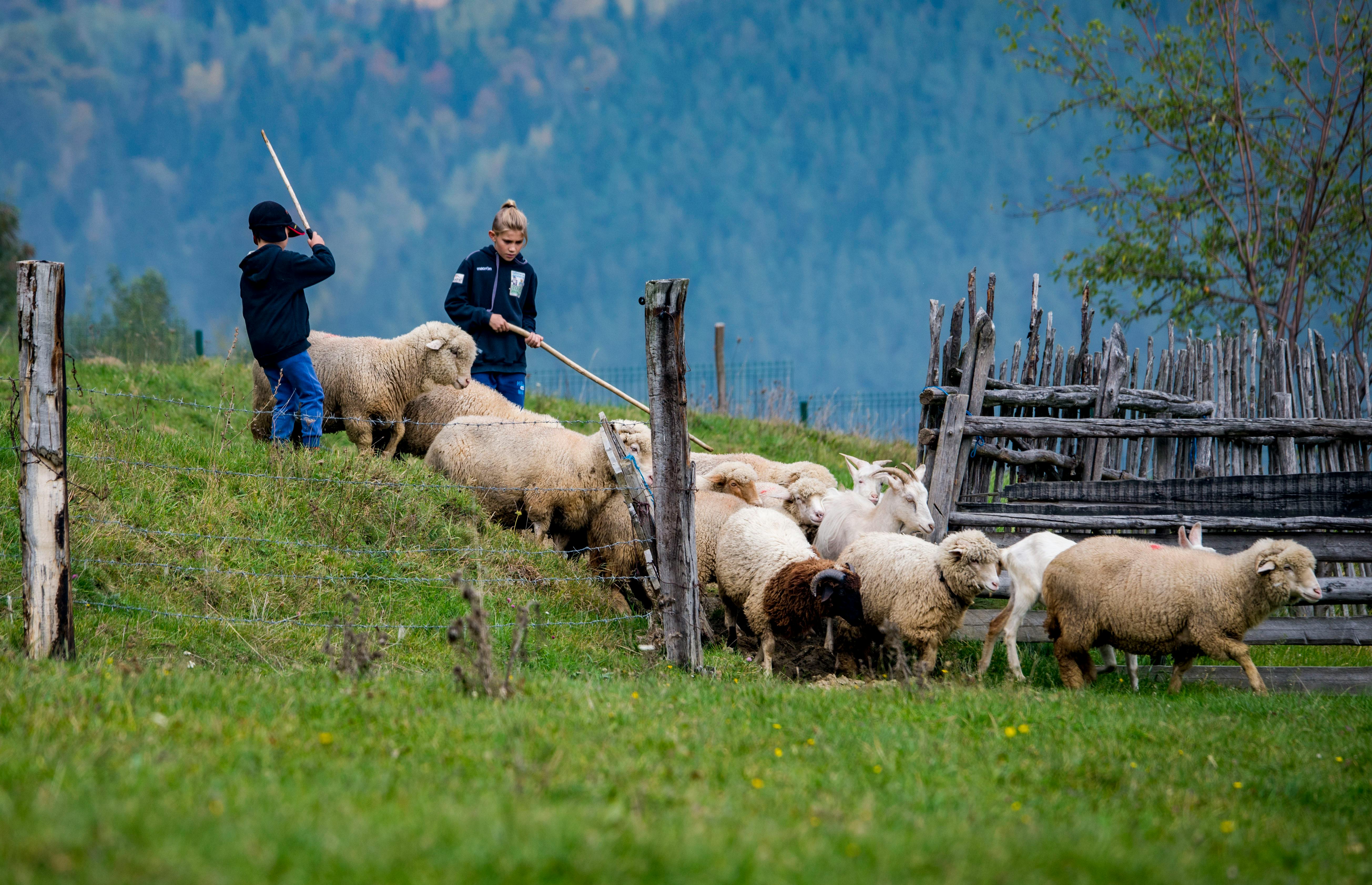 Muzzles of goat and sheep in wooden stable · Free Stock Photo