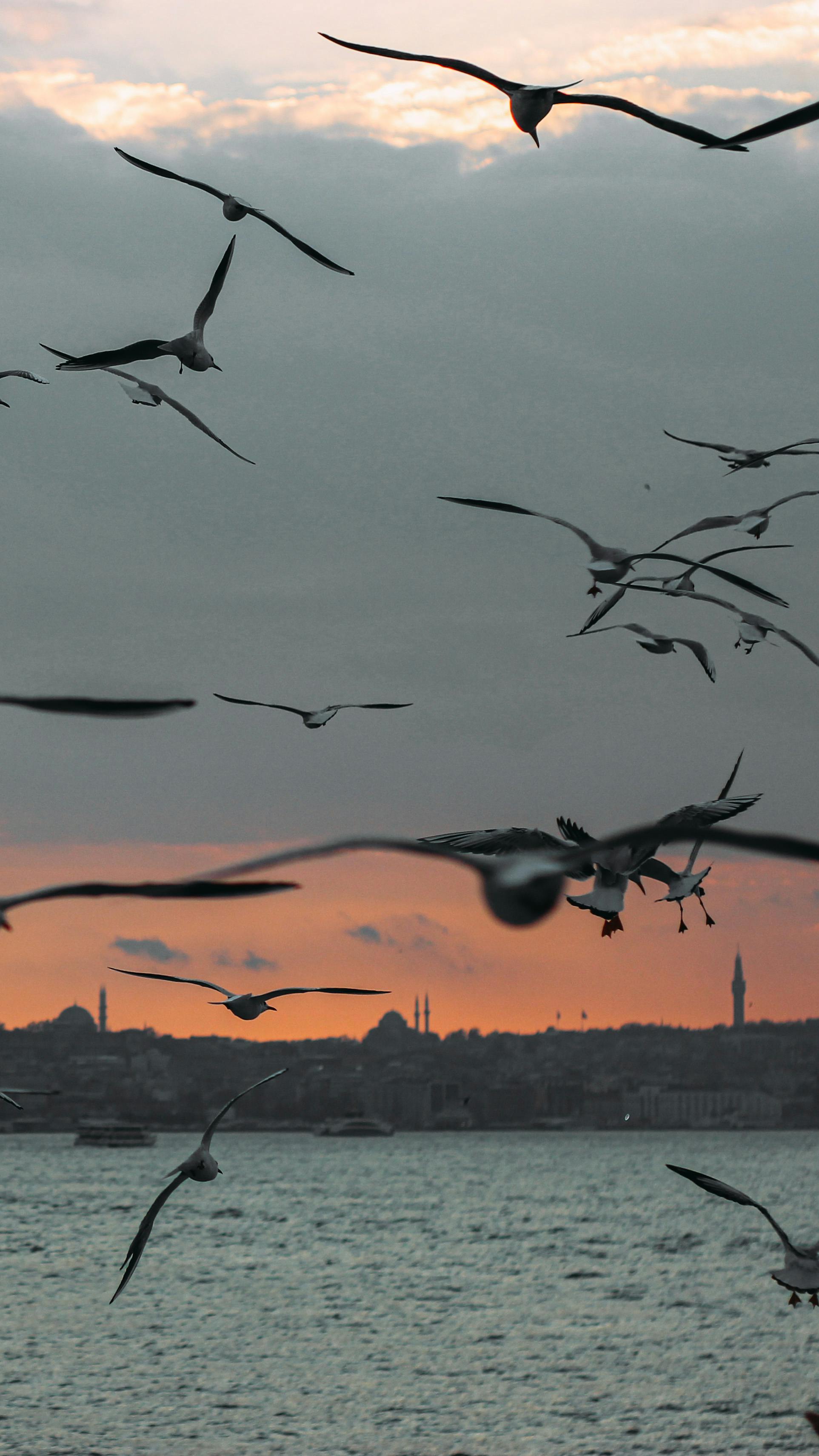 Birds Flying Over Water · Free Stock Photo