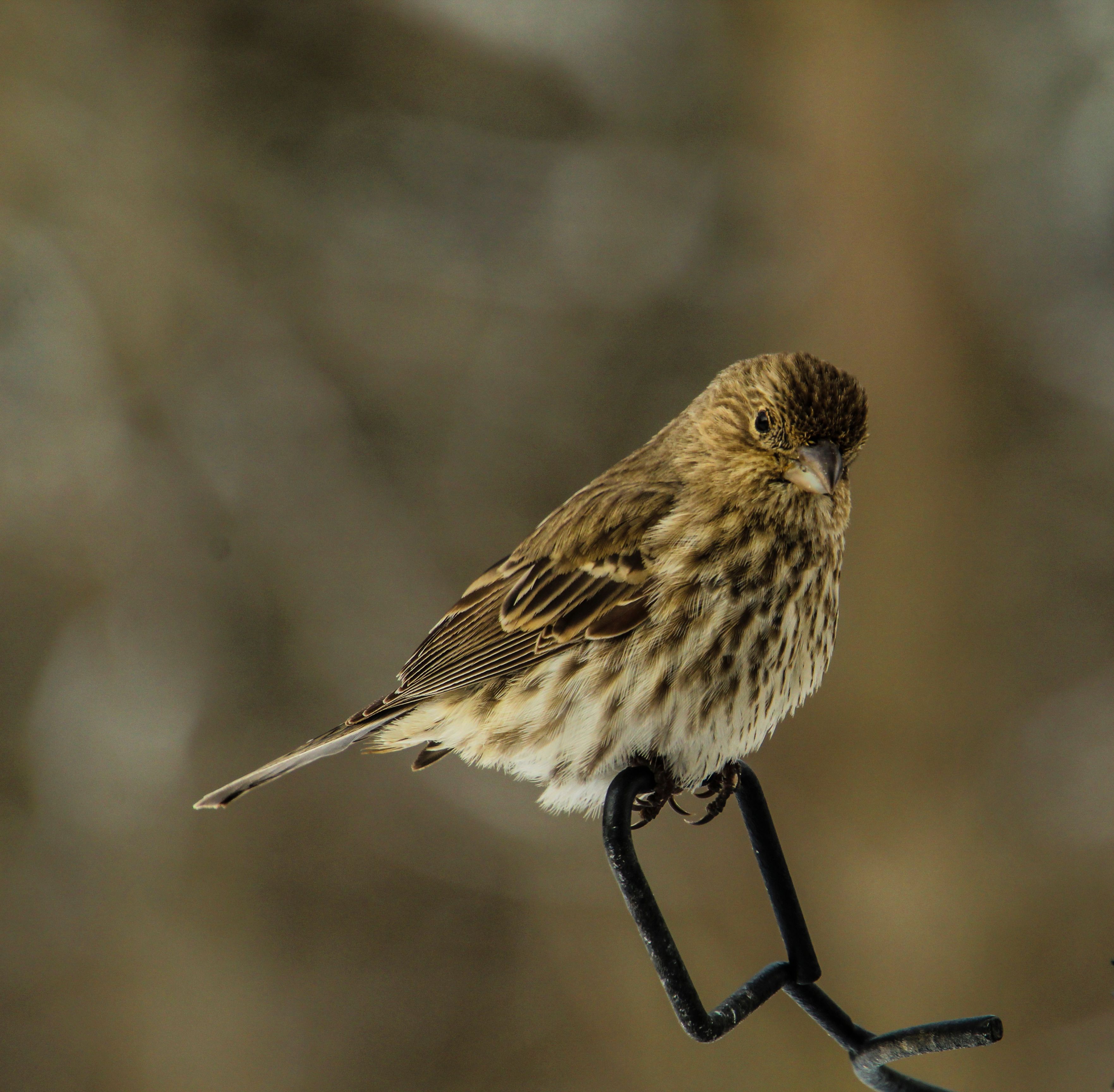 Old World Sparrows Photos, Download The BEST Free Old World Sparrows ...