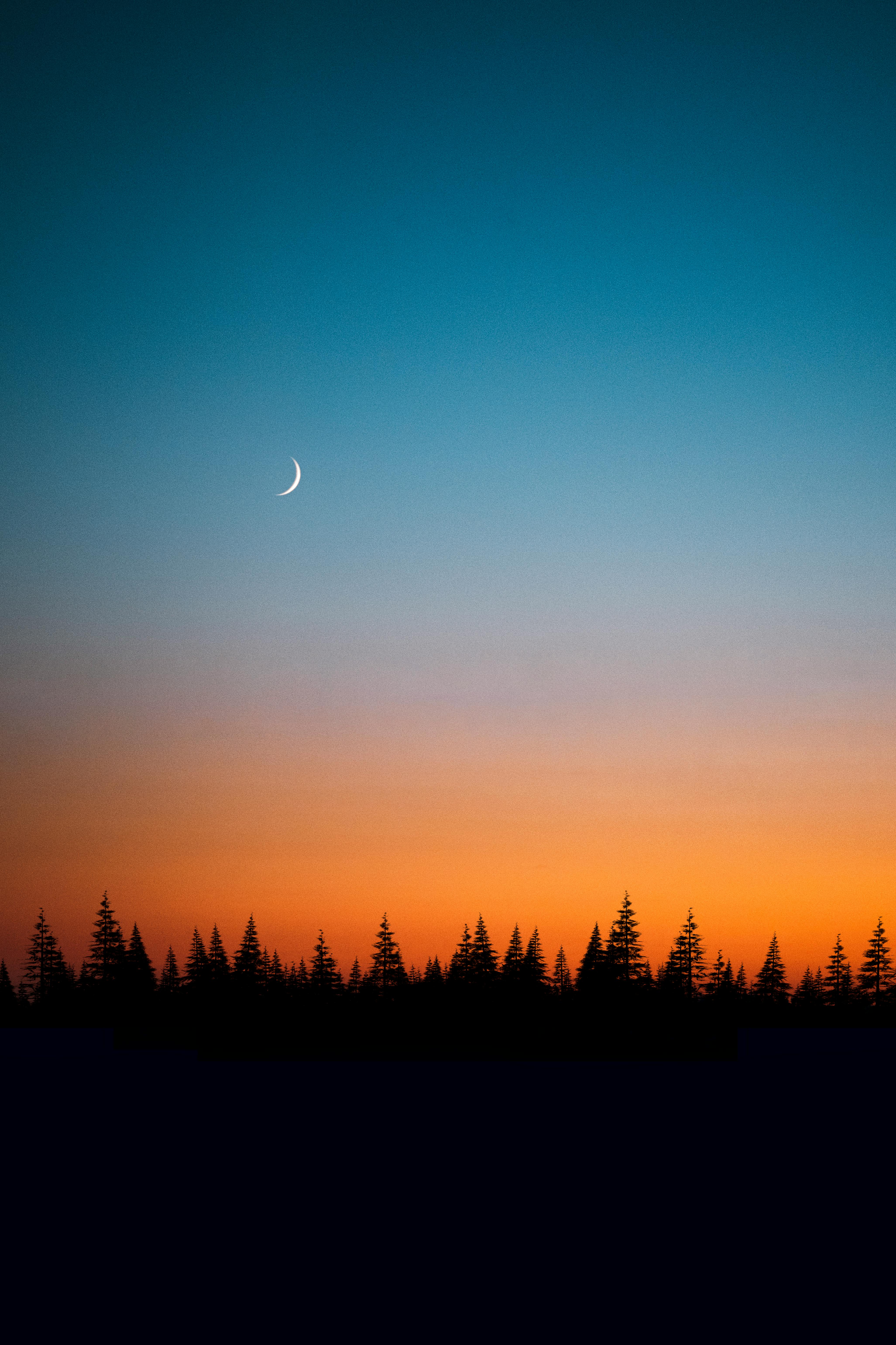 A Forest at Dusk · Free Stock Photo