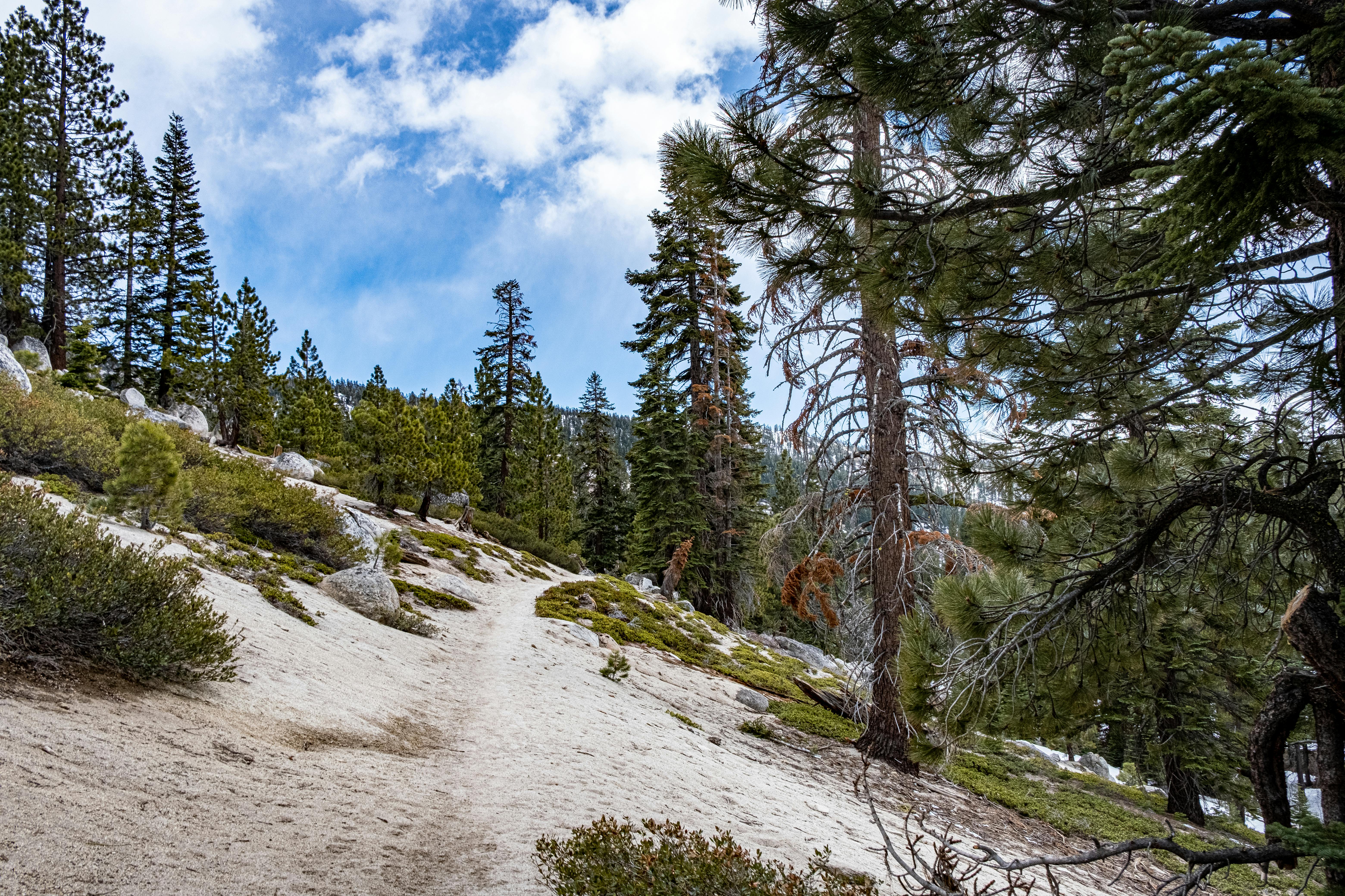 A Hiking Trail Near a Forest · Free Stock Photo