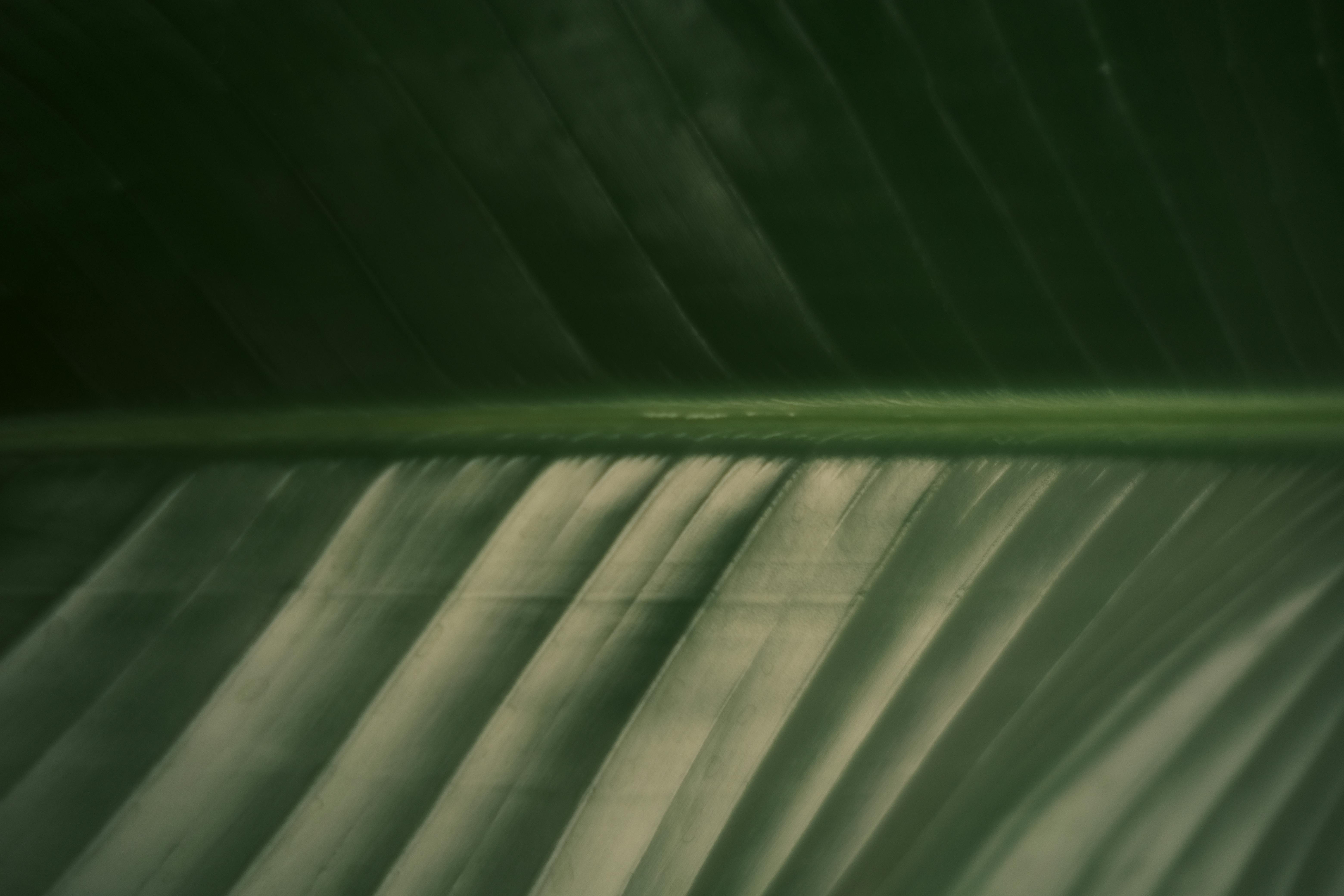 A Close-Up Shot of Banana Leaves · Free Stock Photo