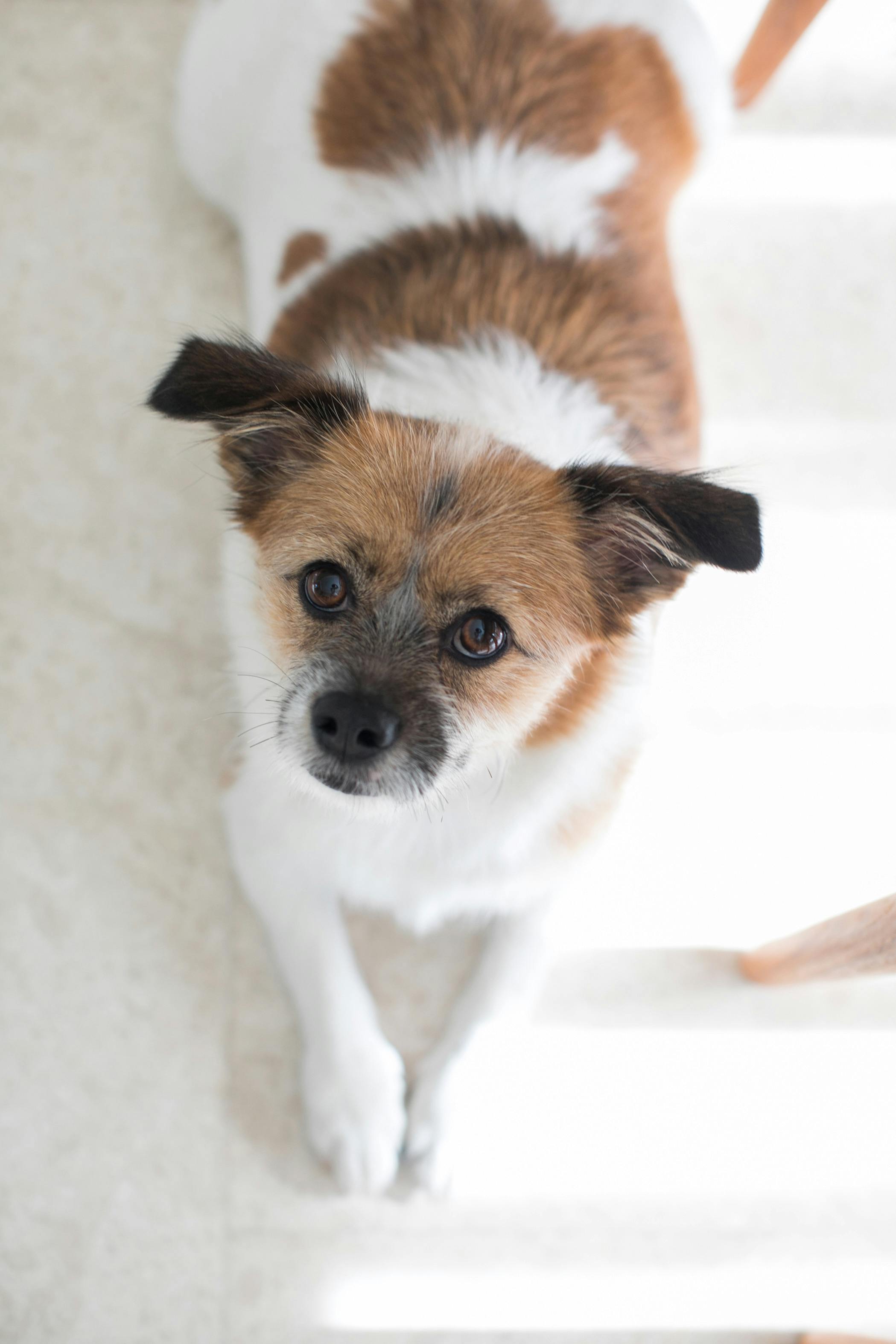 High Angle View of a Domestic Dog · Free Stock Photo