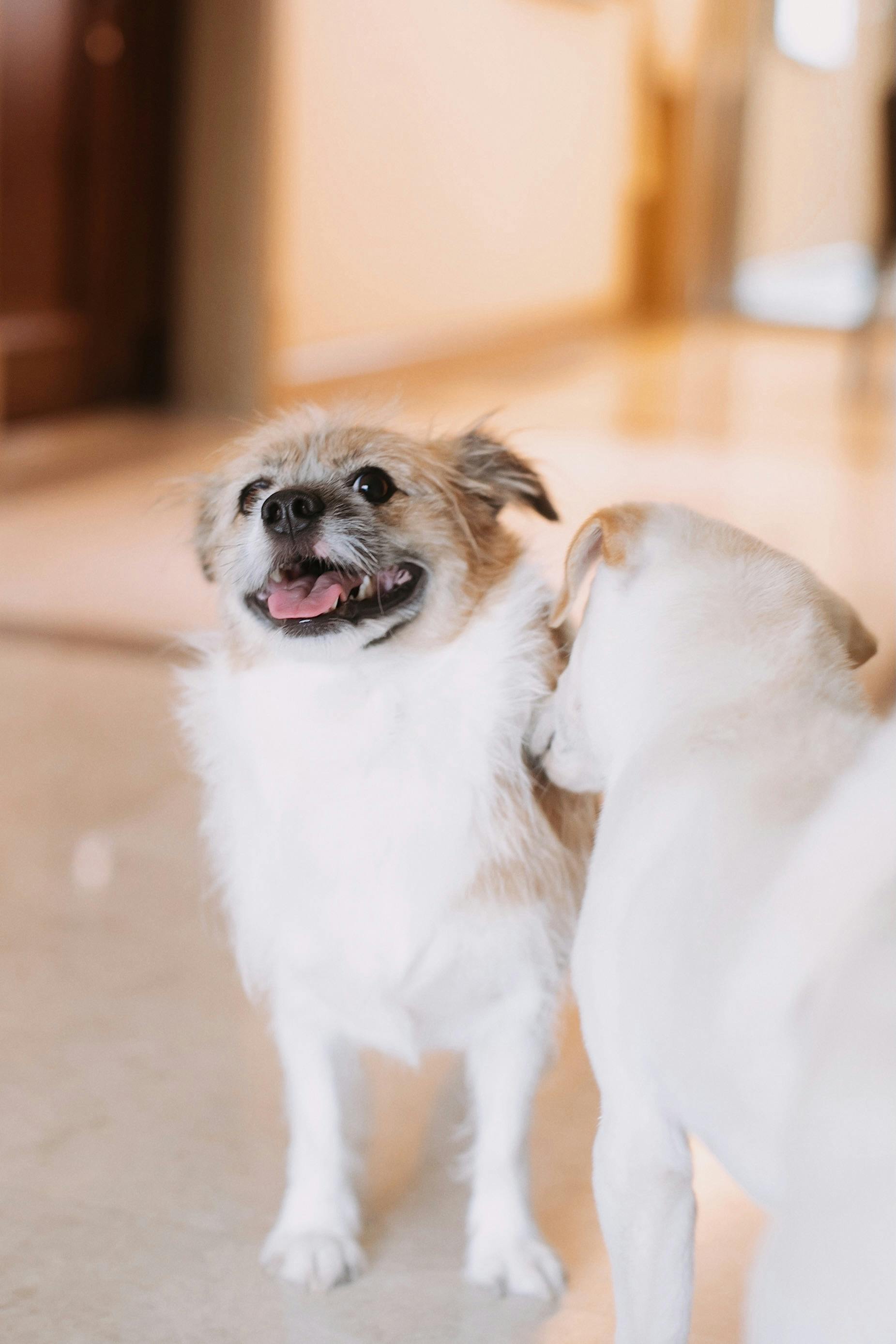 Cute Domestic Dogs · Free Stock Photo