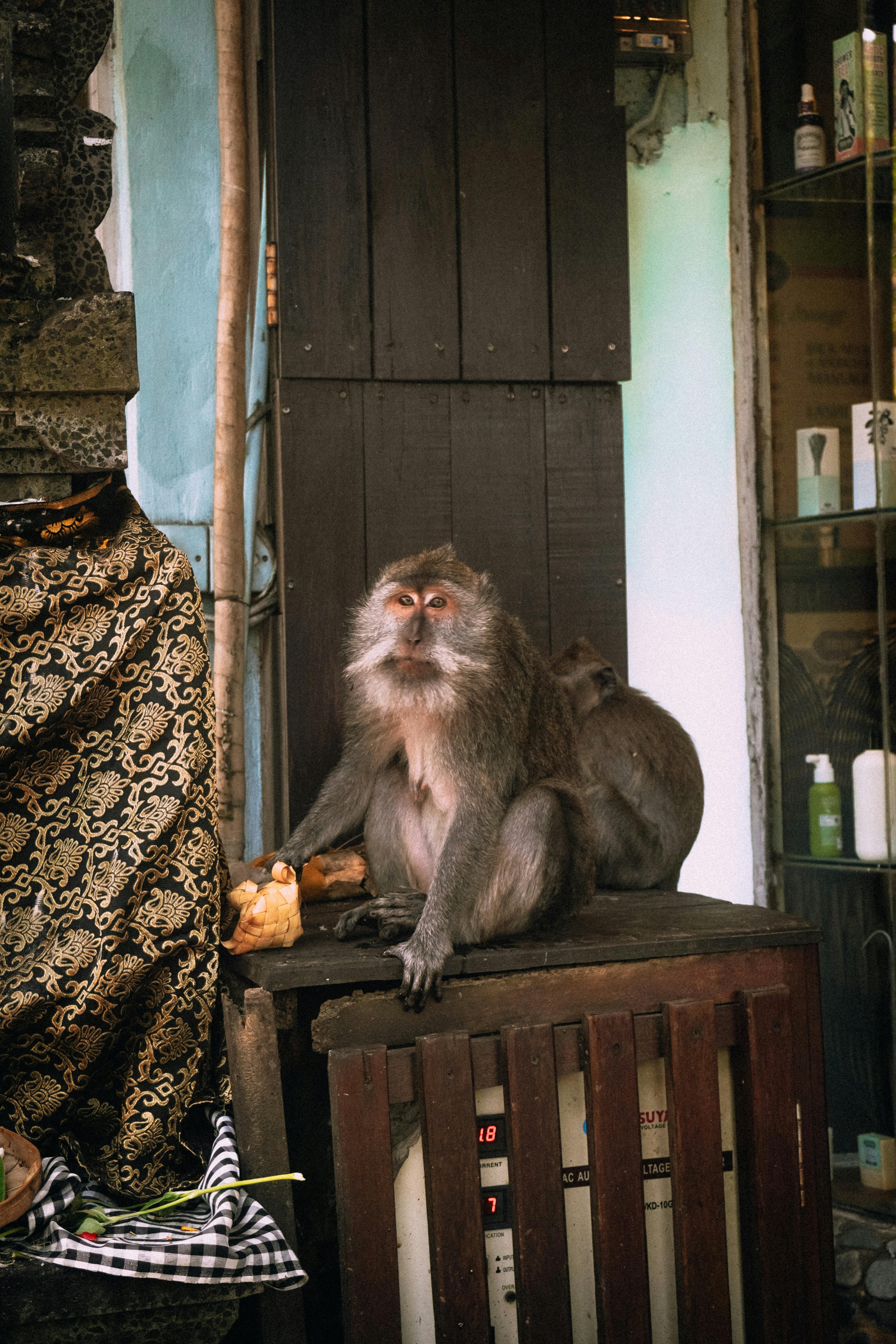 Monkeys Sitting on a Wooden Surface · Free Stock Photo