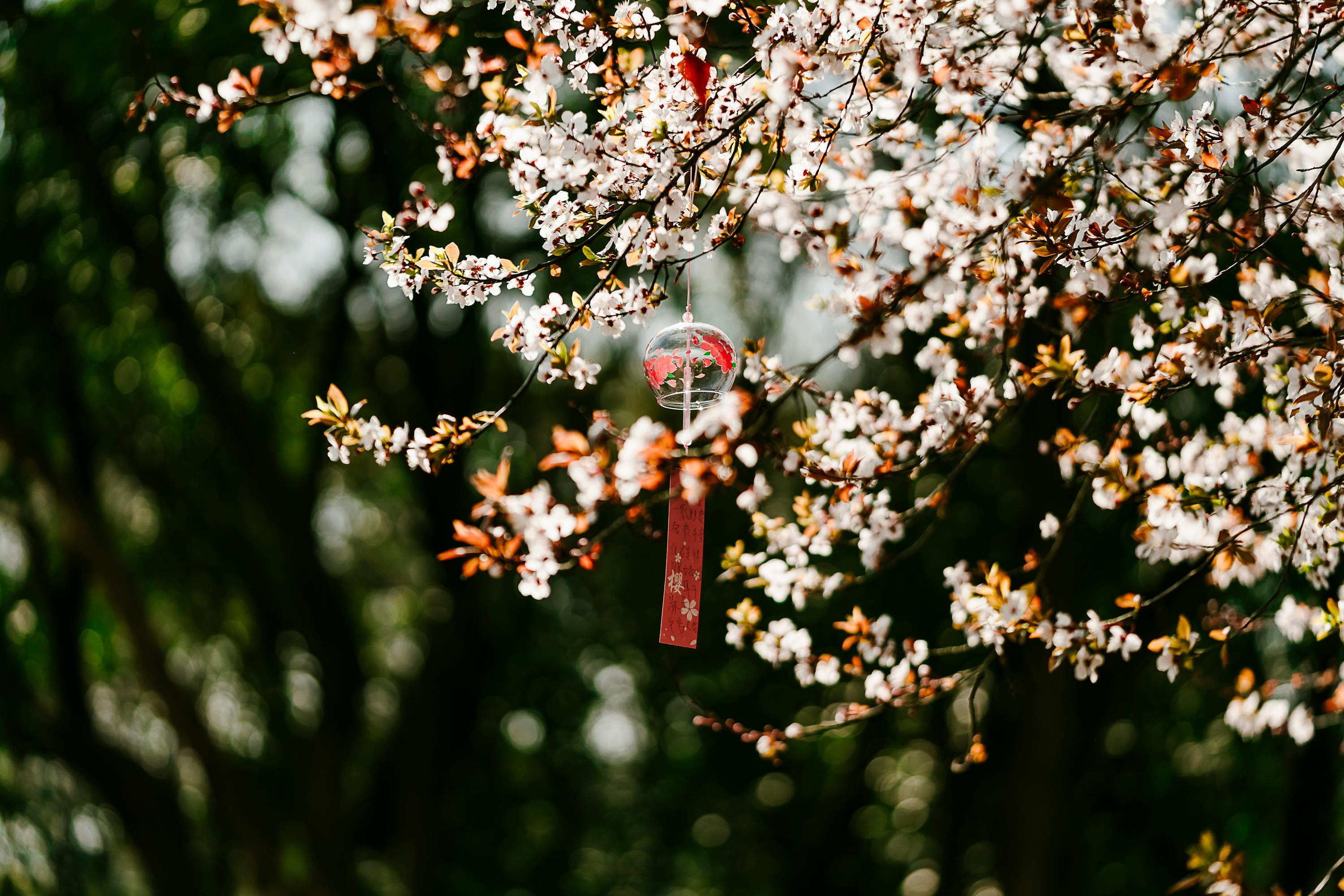 Japanese Wind Chine on a Cherry Blossom Tree · Free Stock Photo