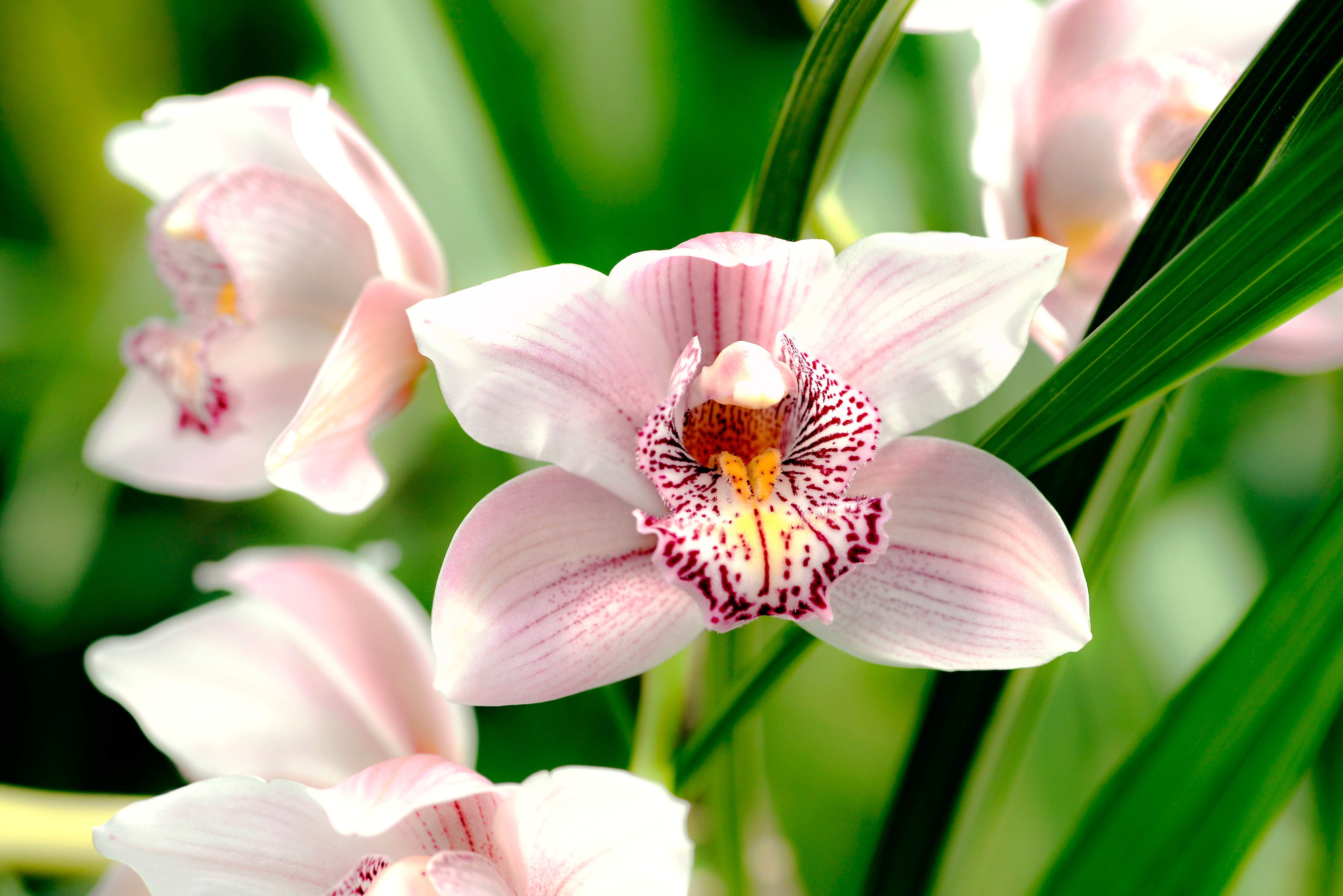 Close-Up Photo of White Inflorescence Flowers · Free Stock Photo
