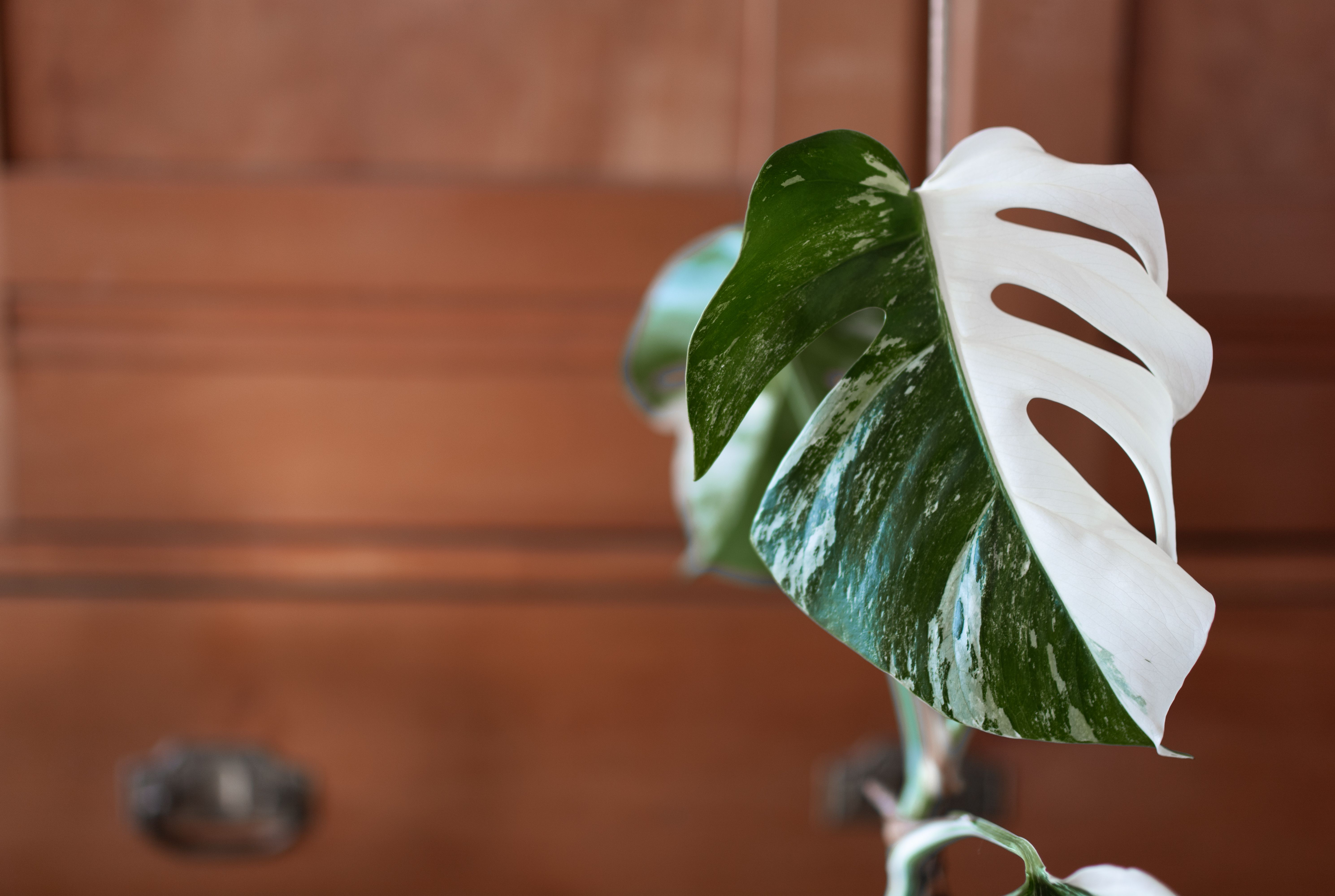 Photo of Monstera Leaf on Circle Vase · Free Stock Photo