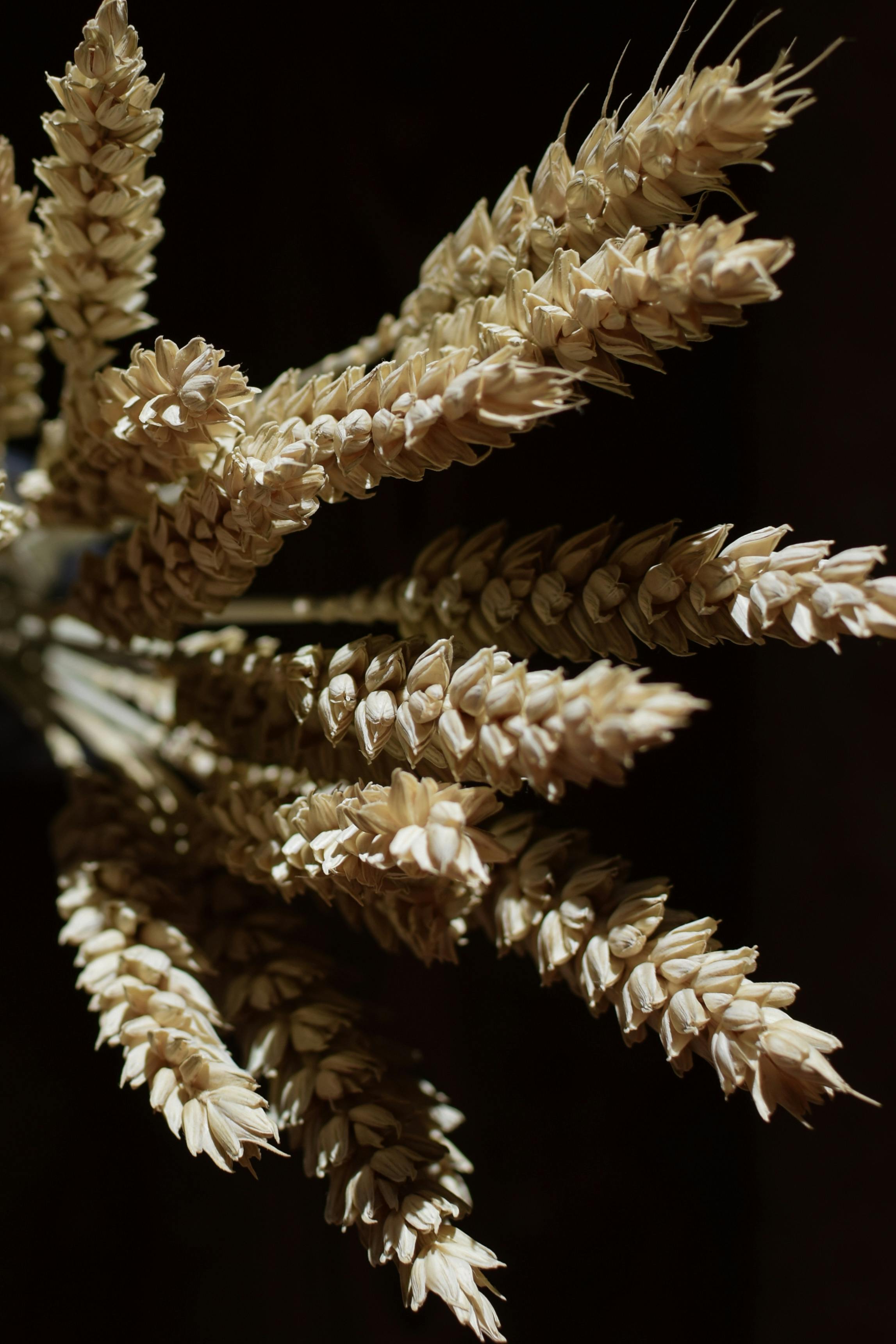 Close-Up Photograph of Wheat · Free Stock Photo
