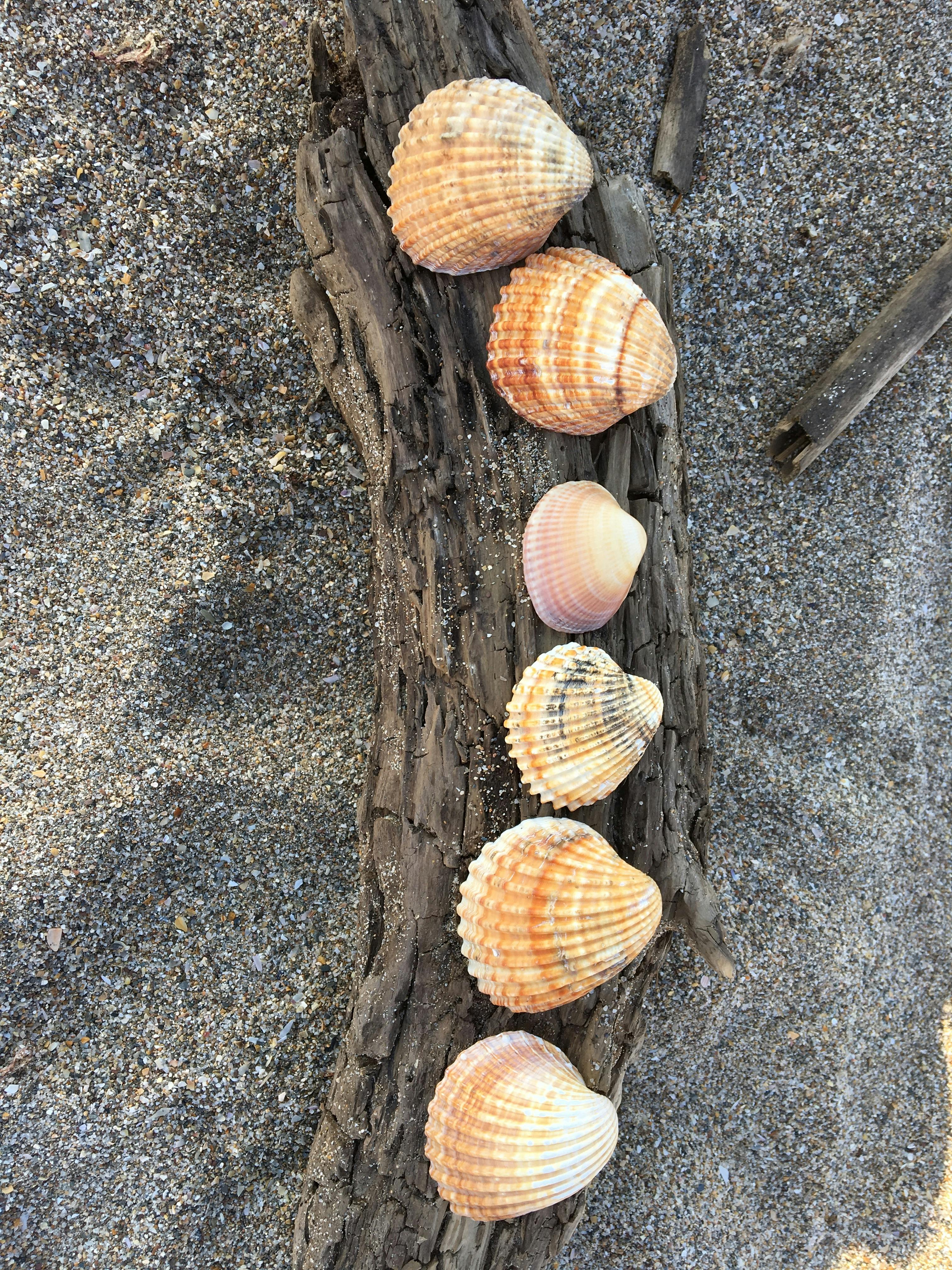 Free stock photo of meer, muschel, sand