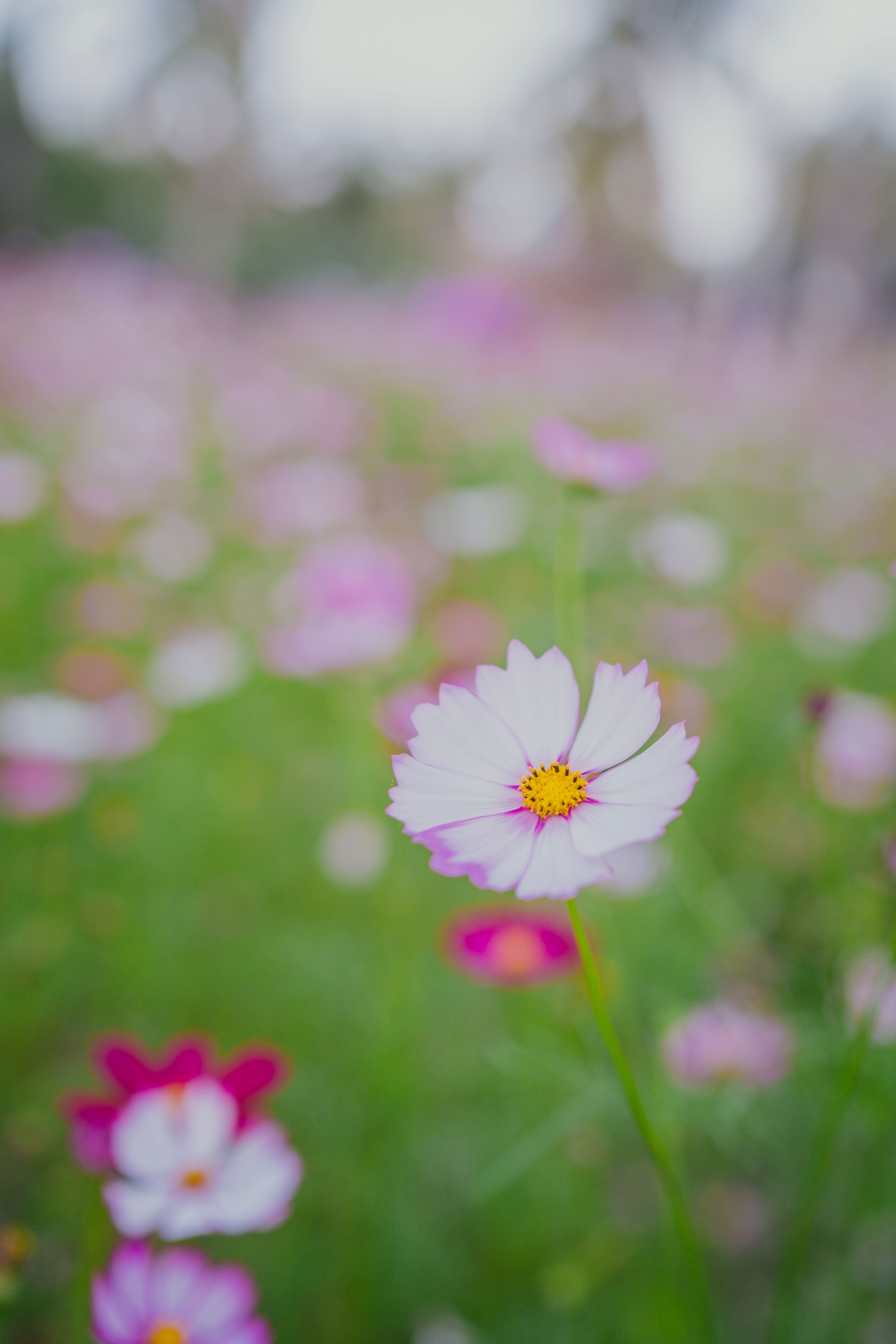 A White Flower in Full Bloom · Free Stock Photo