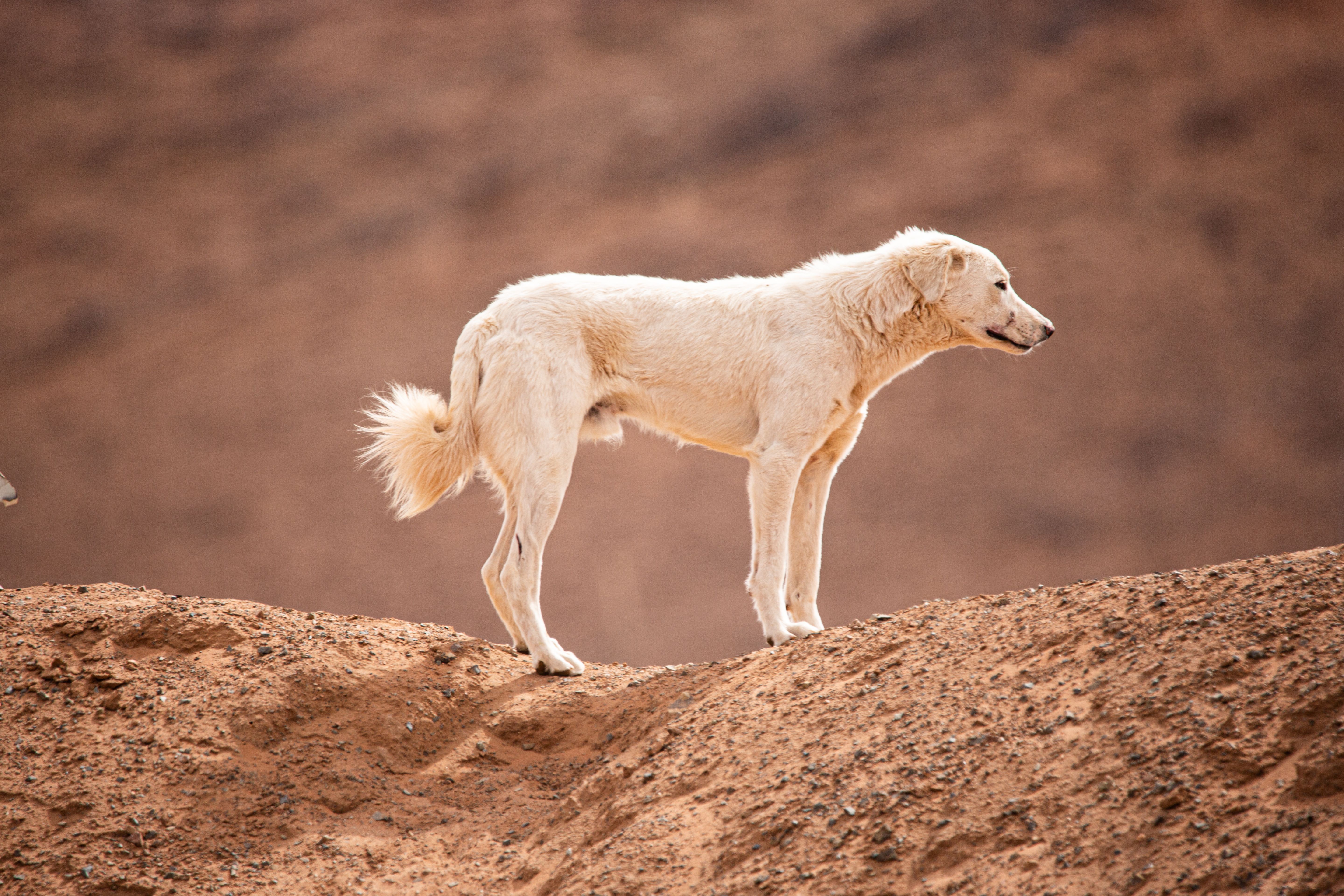 A Side View of a White Dog on Soil · Free Stock Photo