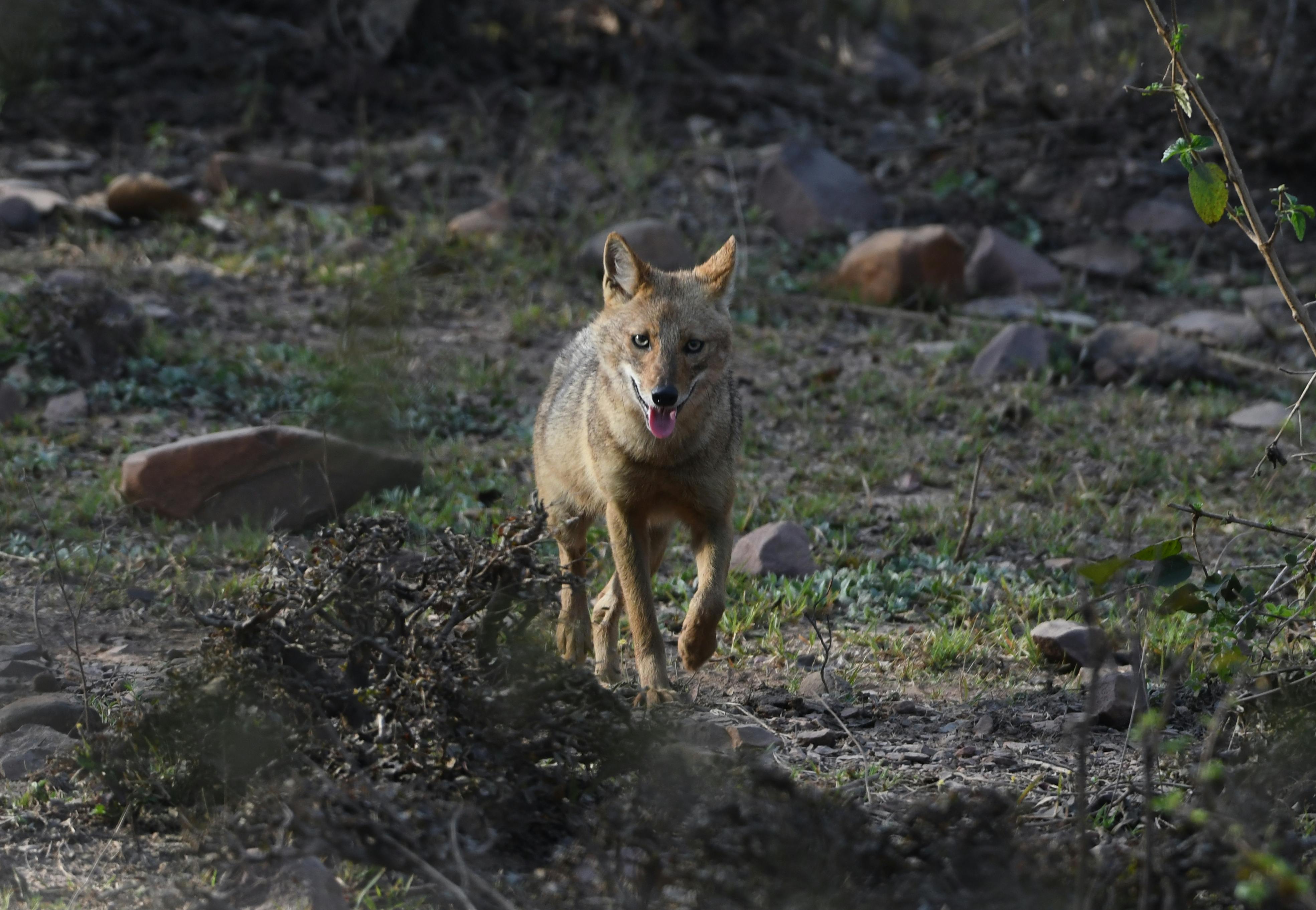 Brown Jackal on Brown Soil · Free Stock Photo