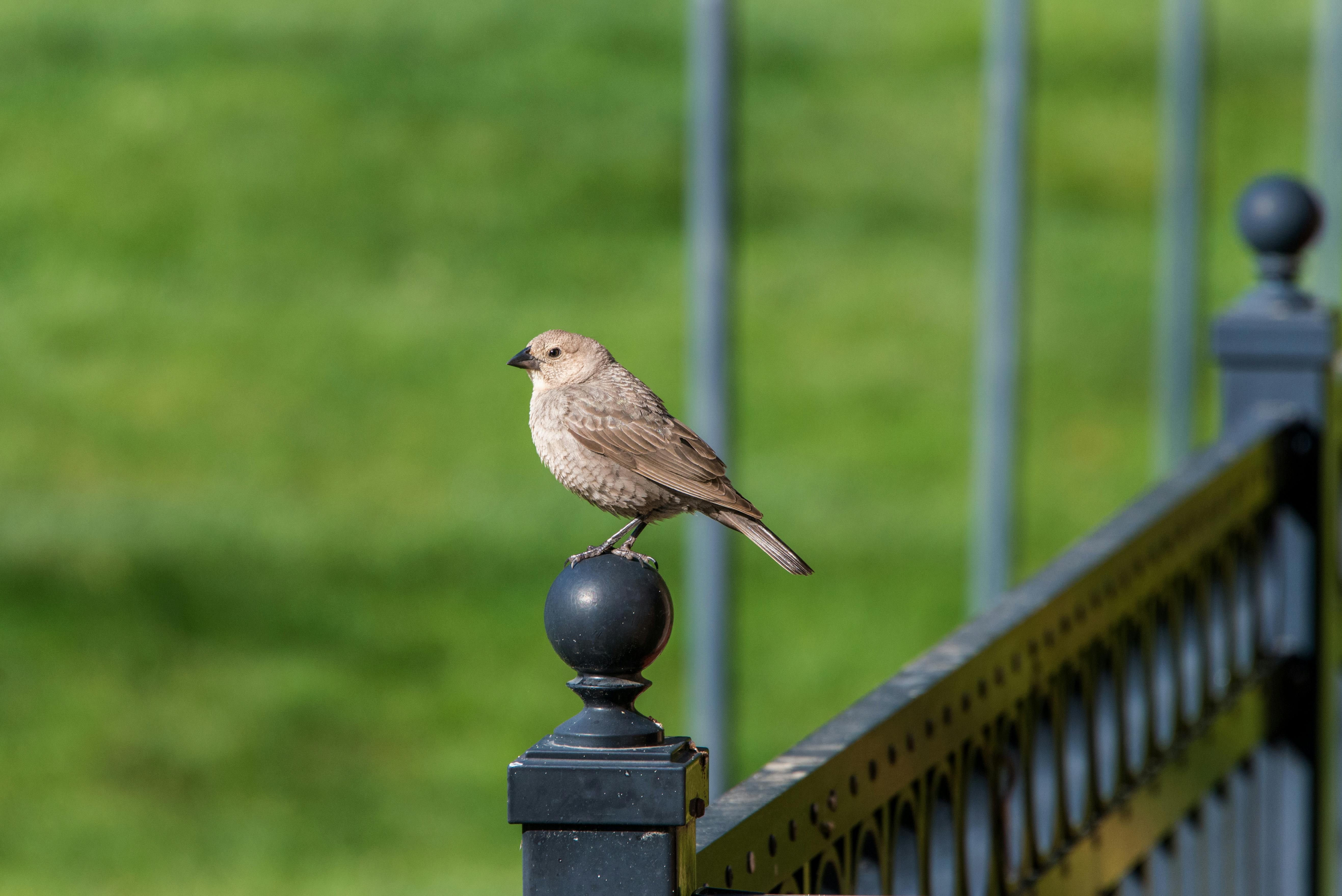 134,812+ Best Free Bird photography Stock Photos & Images · 100% ...