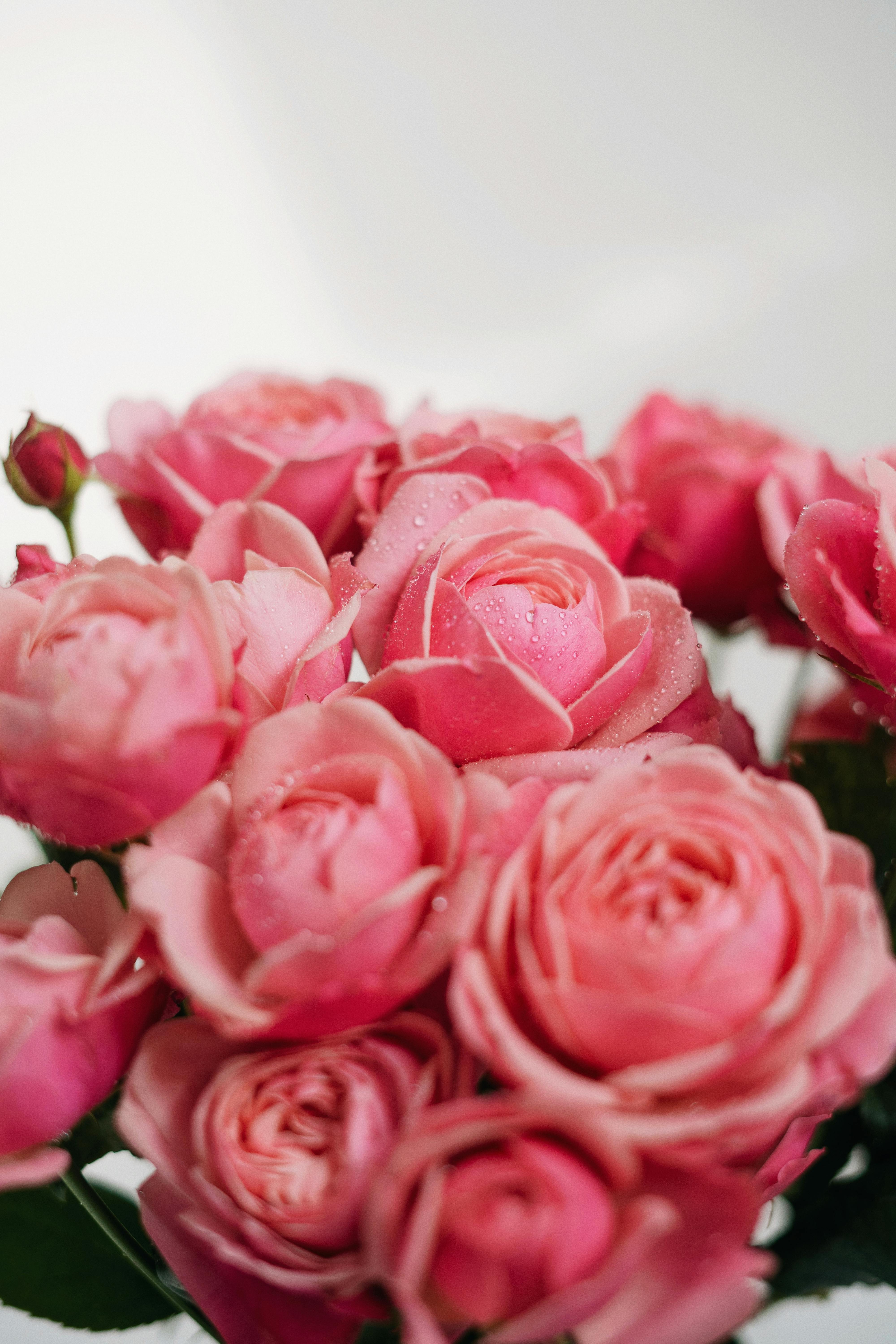 Arrangement of Pink Roses · Free Stock Photo