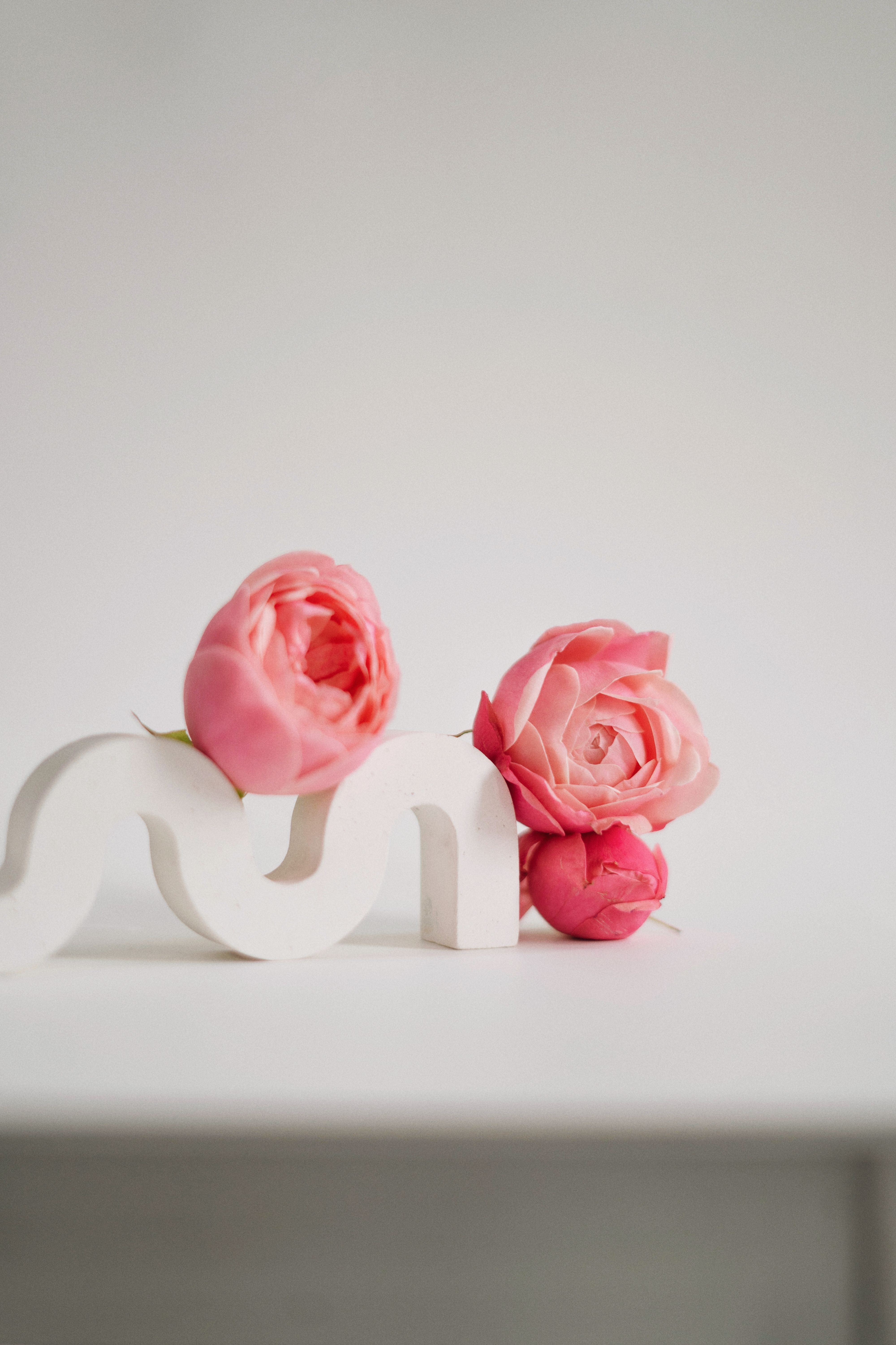 Plant and Decoration on Grey Studio Background · Free Stock Photo