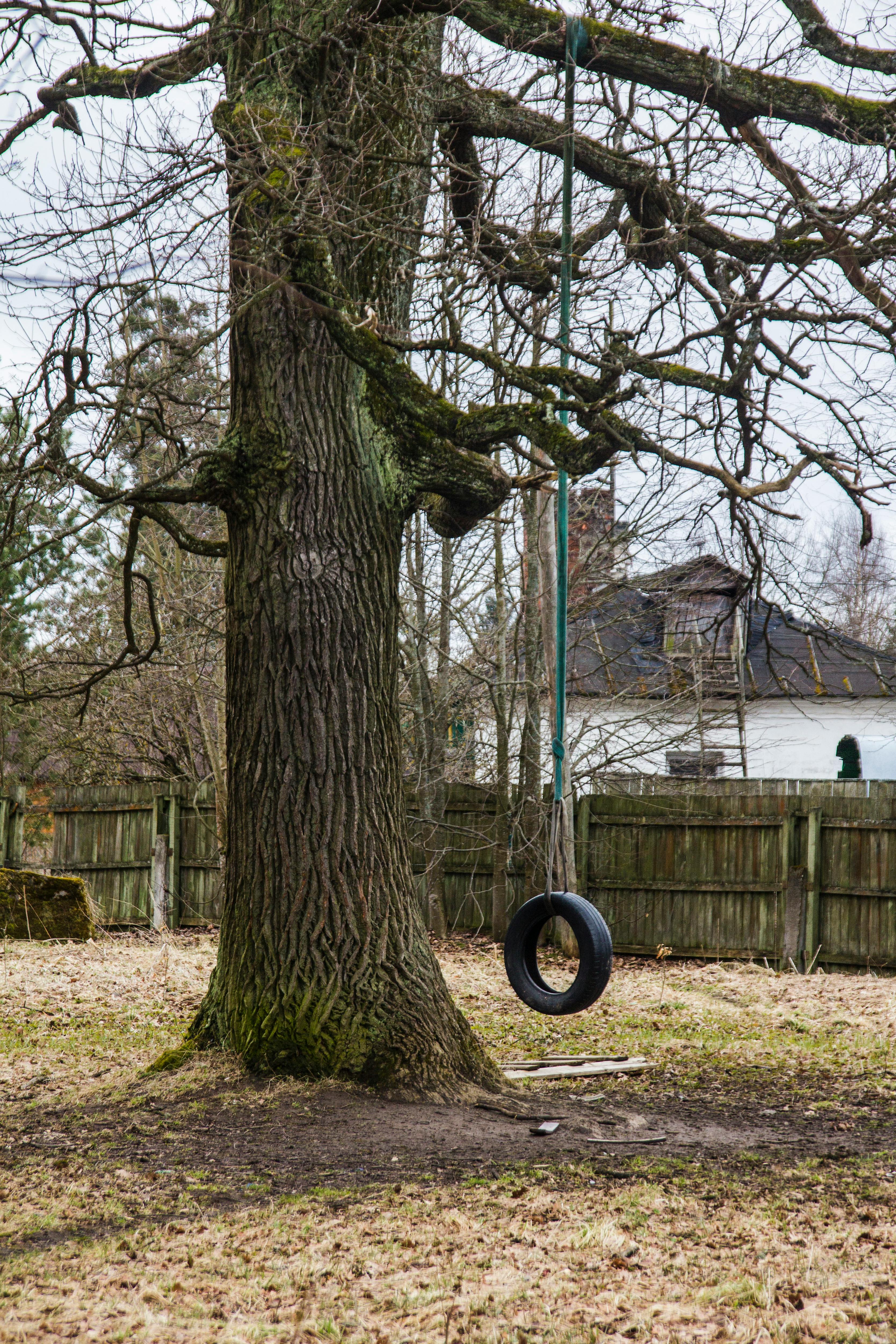 Tyre Hanging on Tree in Yard · Free Stock Photo