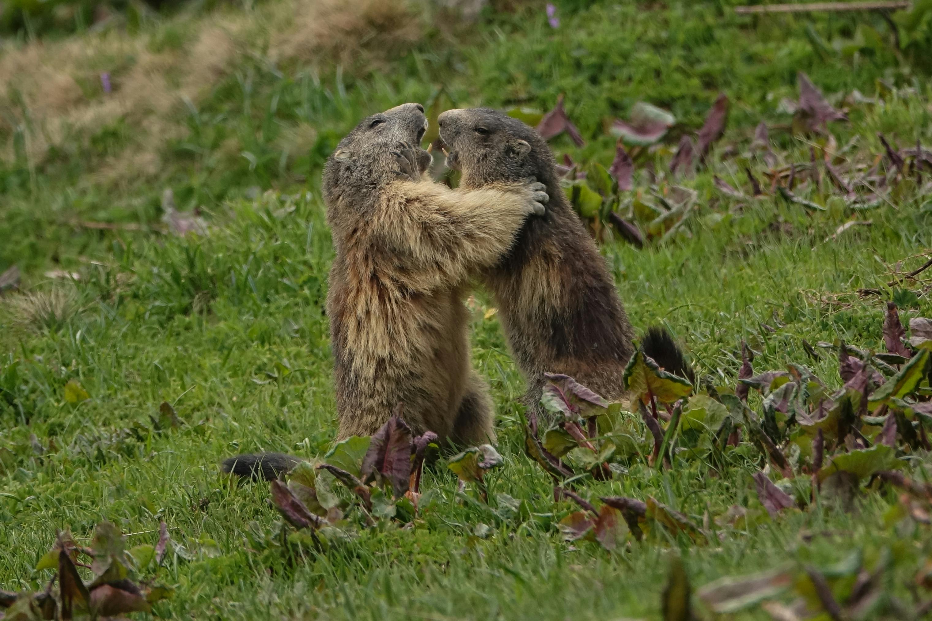 10+ Best Marmot Photos · 100% Free Download · Pexels Stock Photos