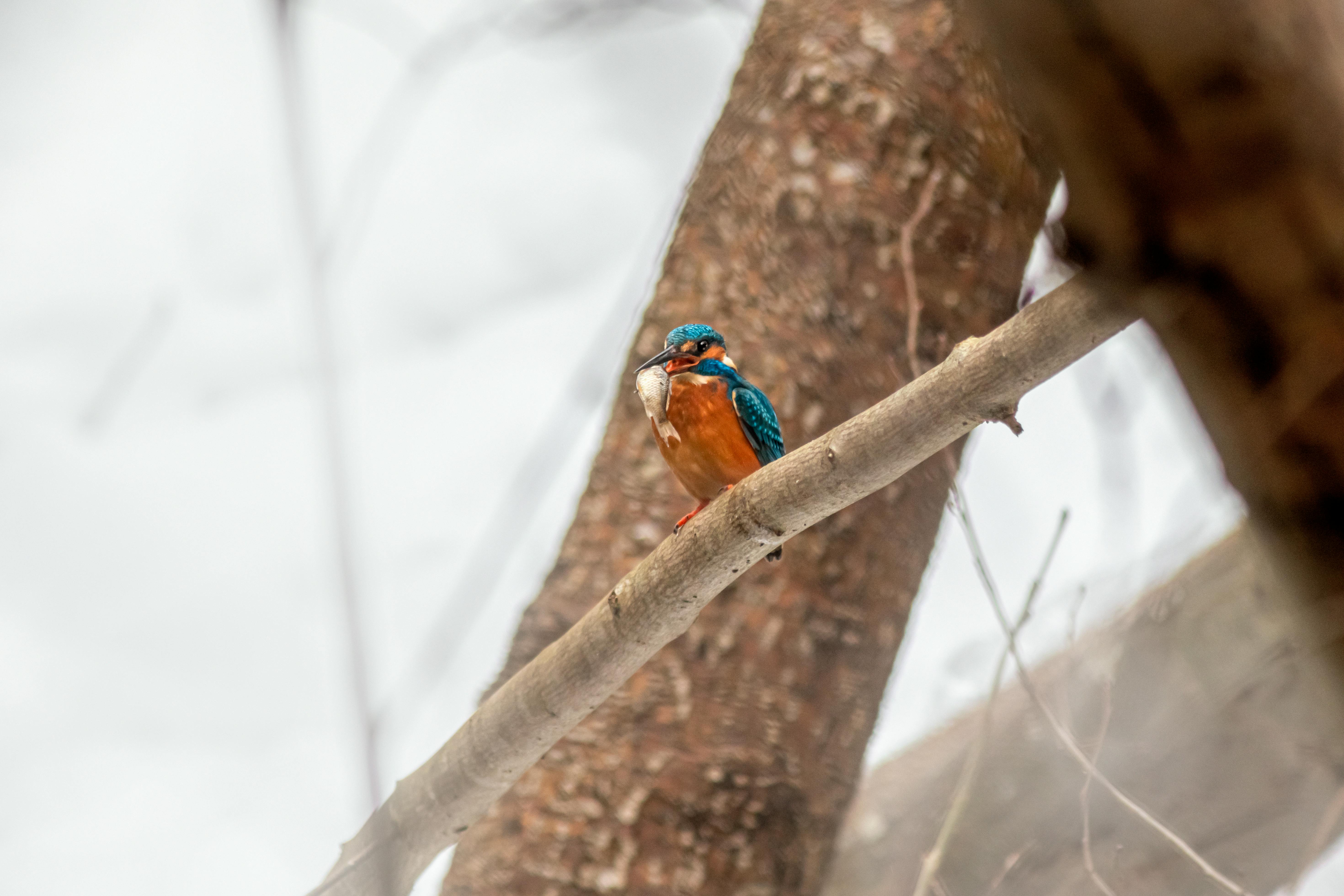 Photo of Bird Perched on Tree Branch · Free Stock Photo