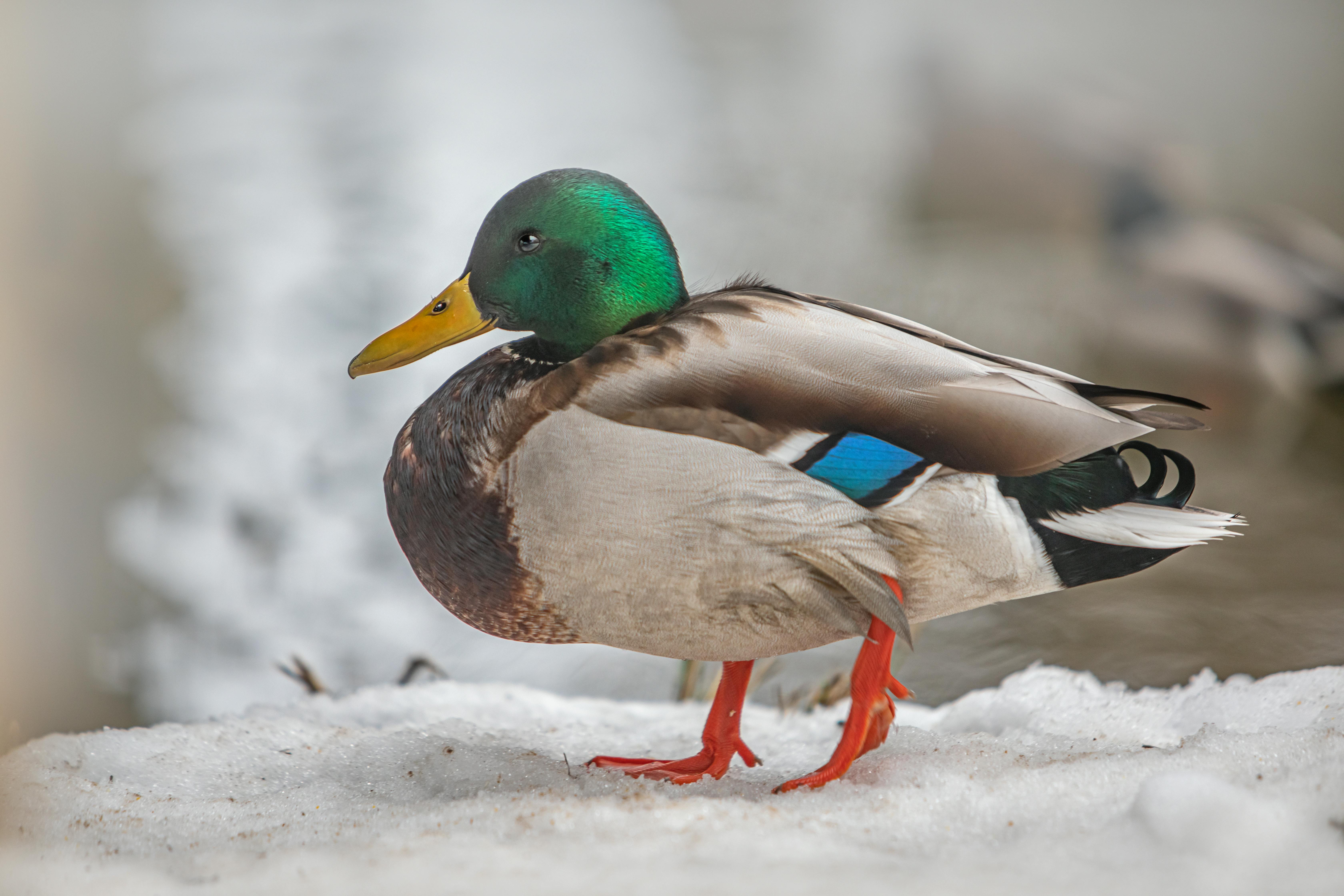 Close-Up Shot of a Duck · Free Stock Photo