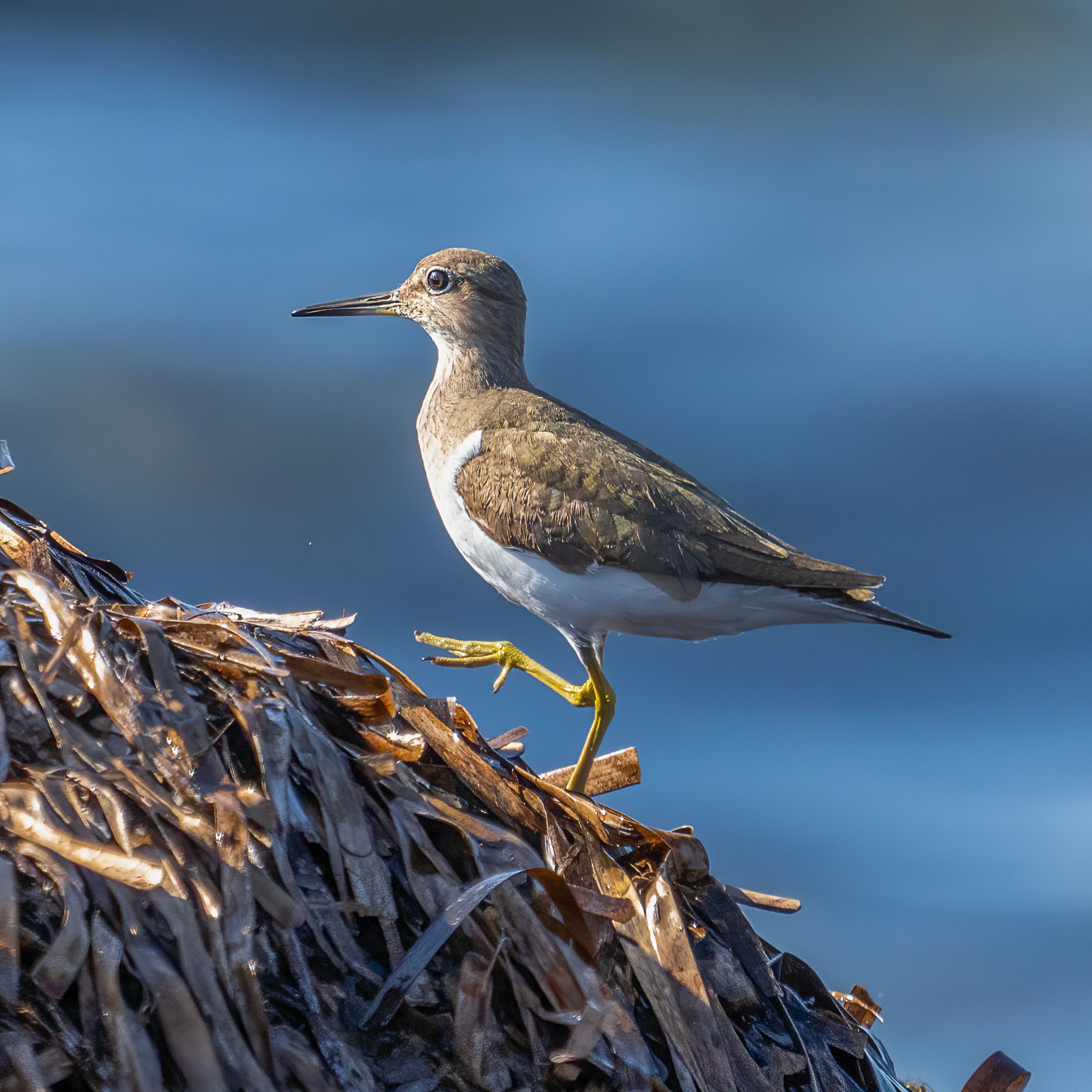 Sandpiper Photos, Download The BEST Free Sandpiper Stock Photos & HD Images