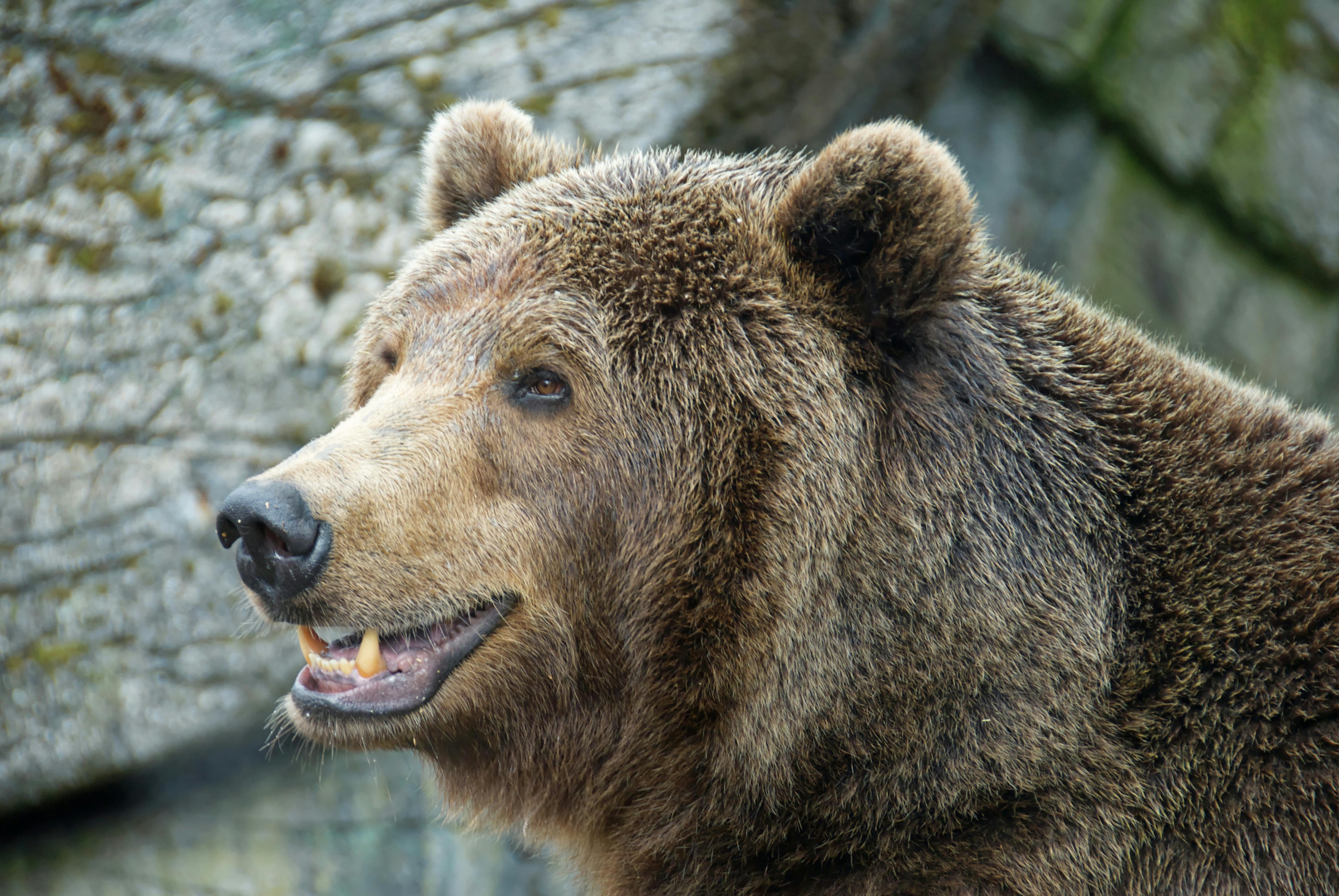 Close-up Photo of a Grizzly Bear · Free Stock Photo