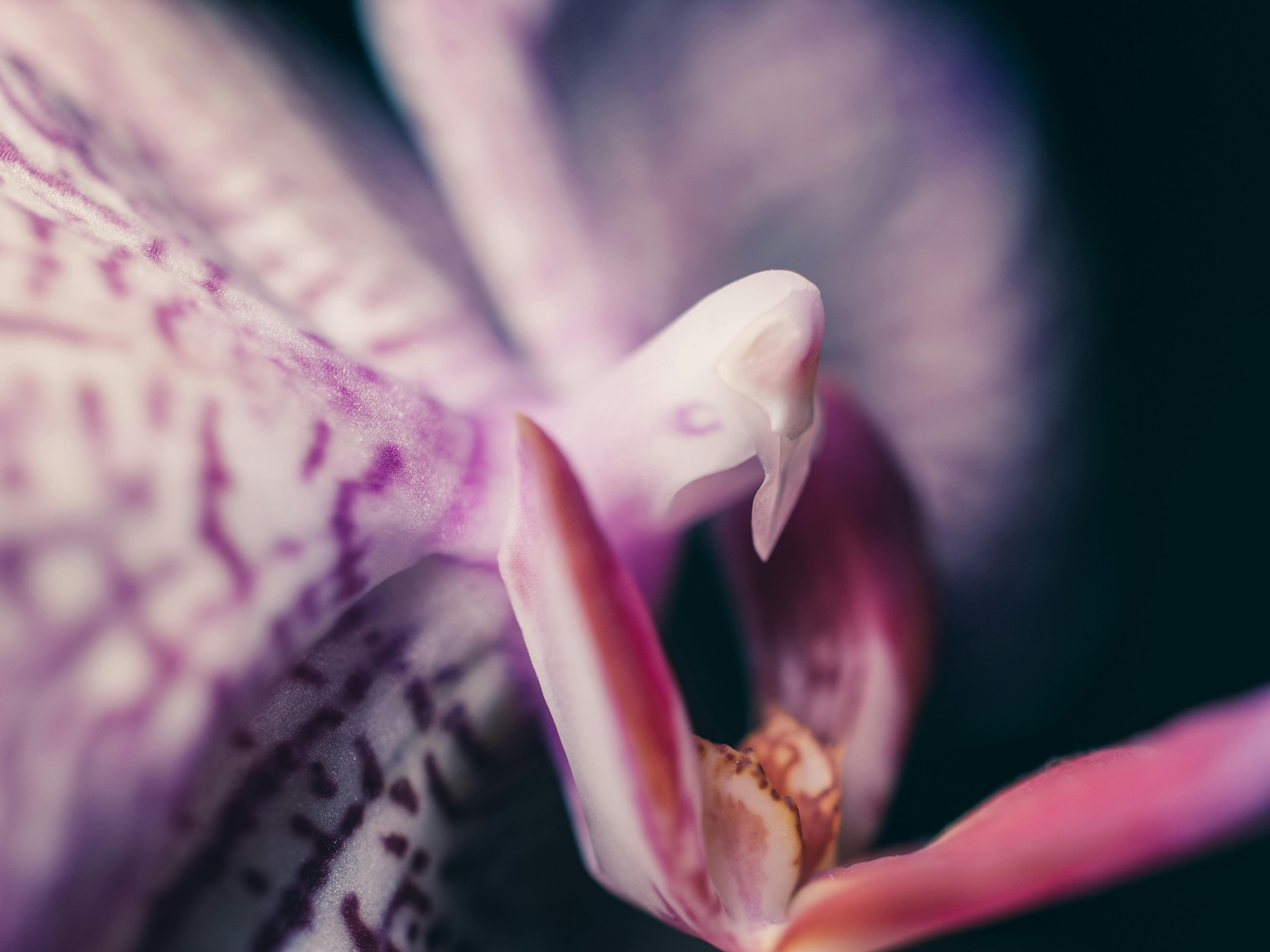 Macro Photography of an Orchid · Free Stock Photo