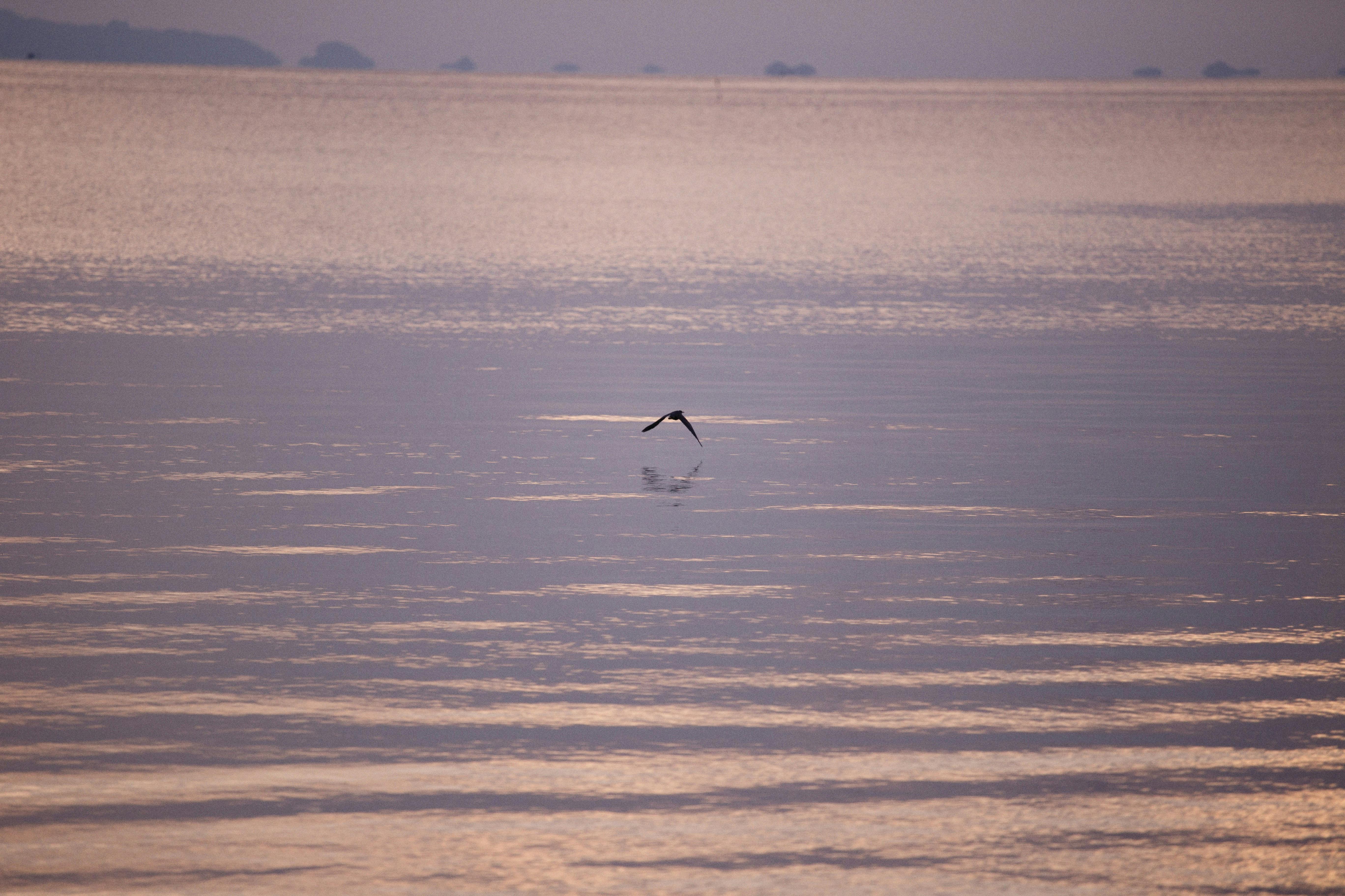 Bird Flying over Water · Free Stock Photo