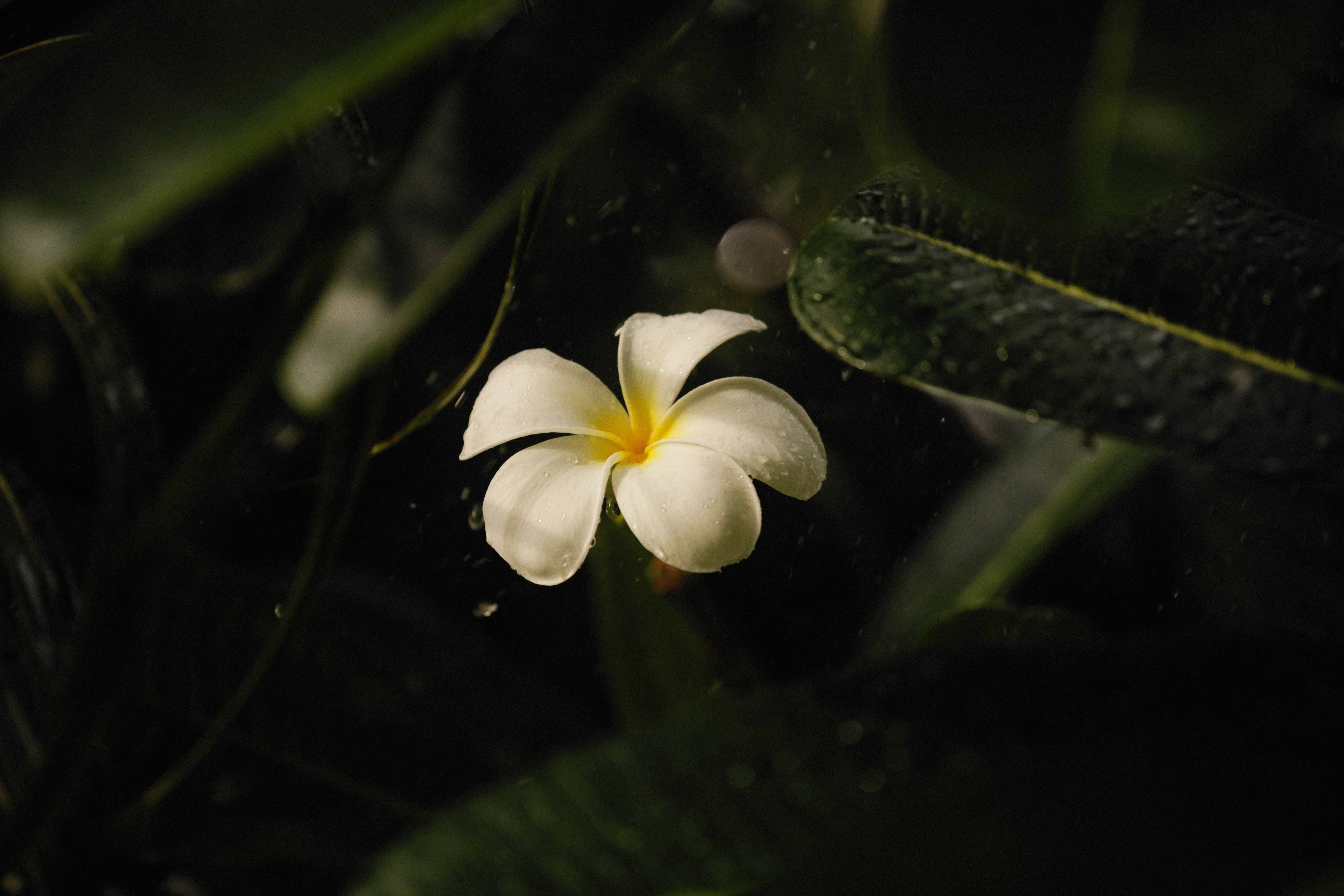 Single White Blooming Flower in Rain · Free Stock Photo