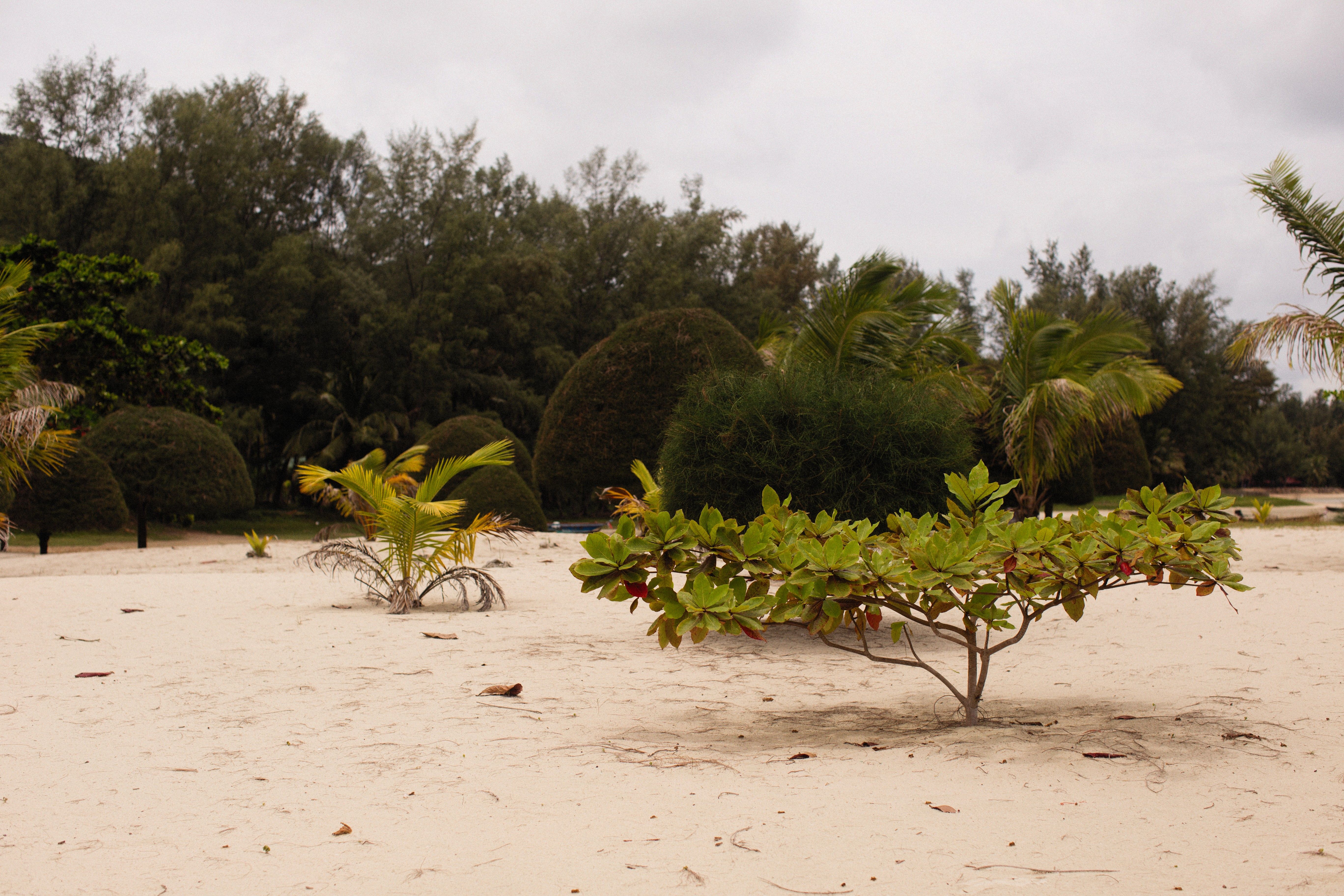 Trees and Plants on Sand · Free Stock Photo