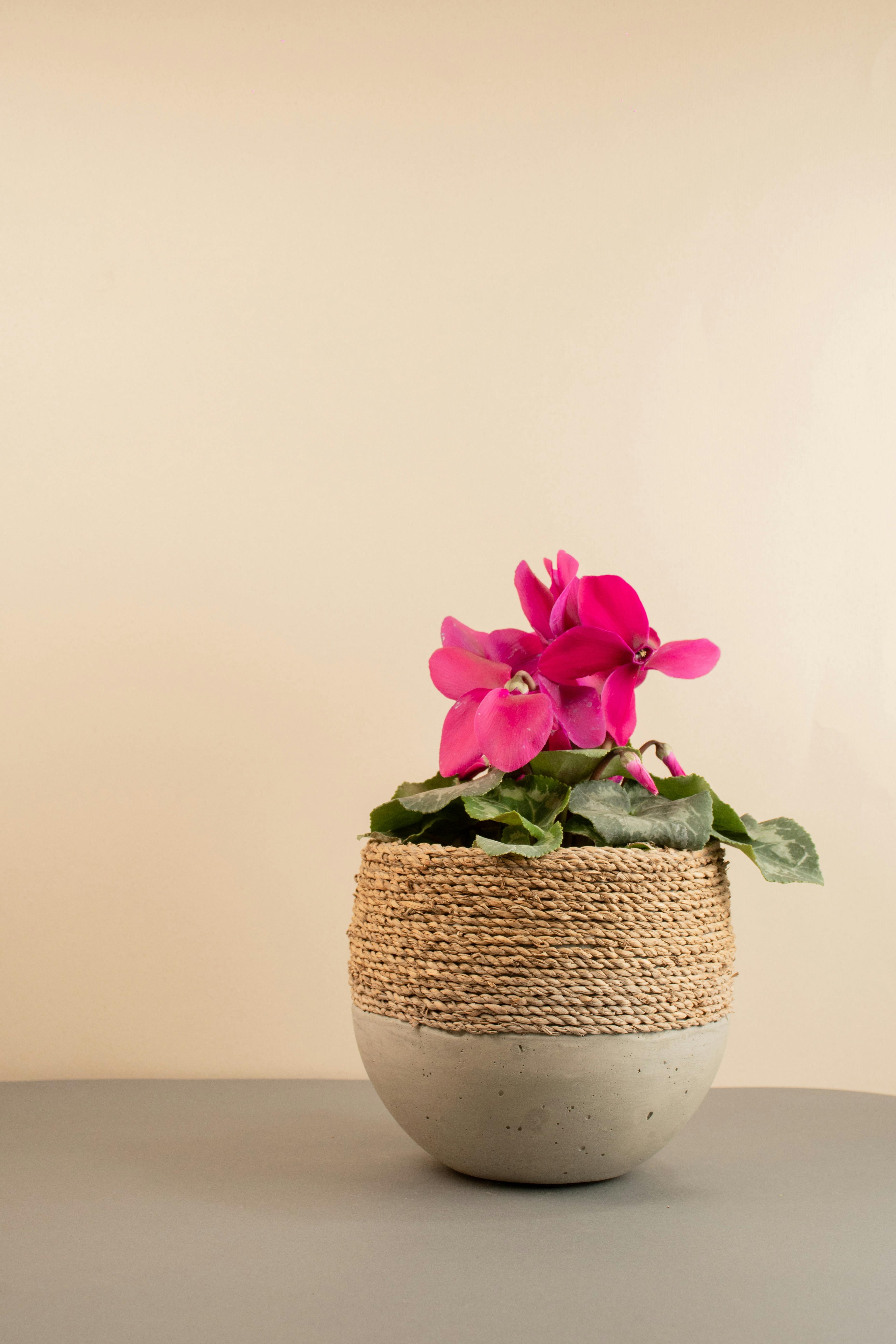 Pink Flowers in a Pot · Free Stock Photo