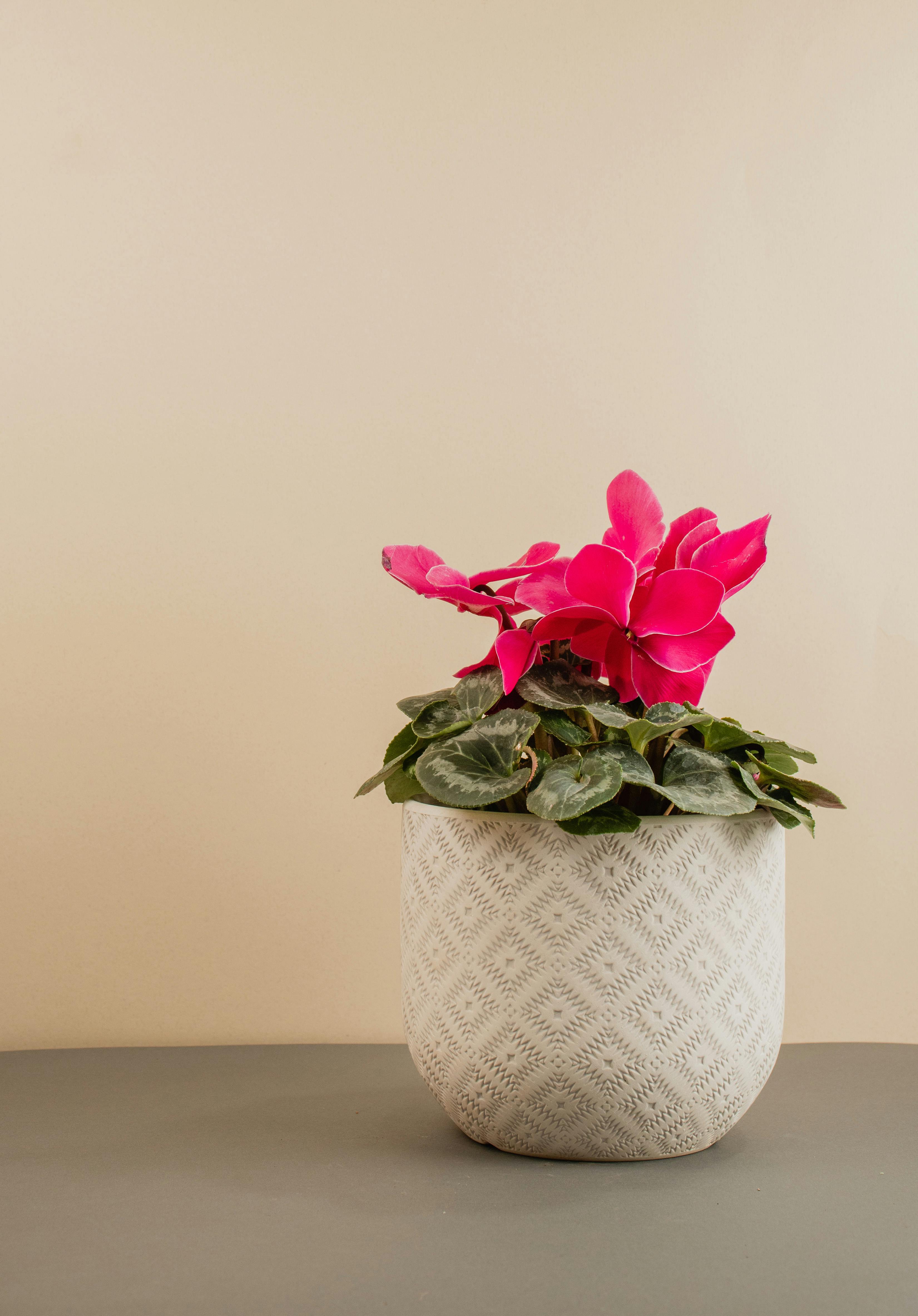 Pink Flowers in a Pot · Free Stock Photo