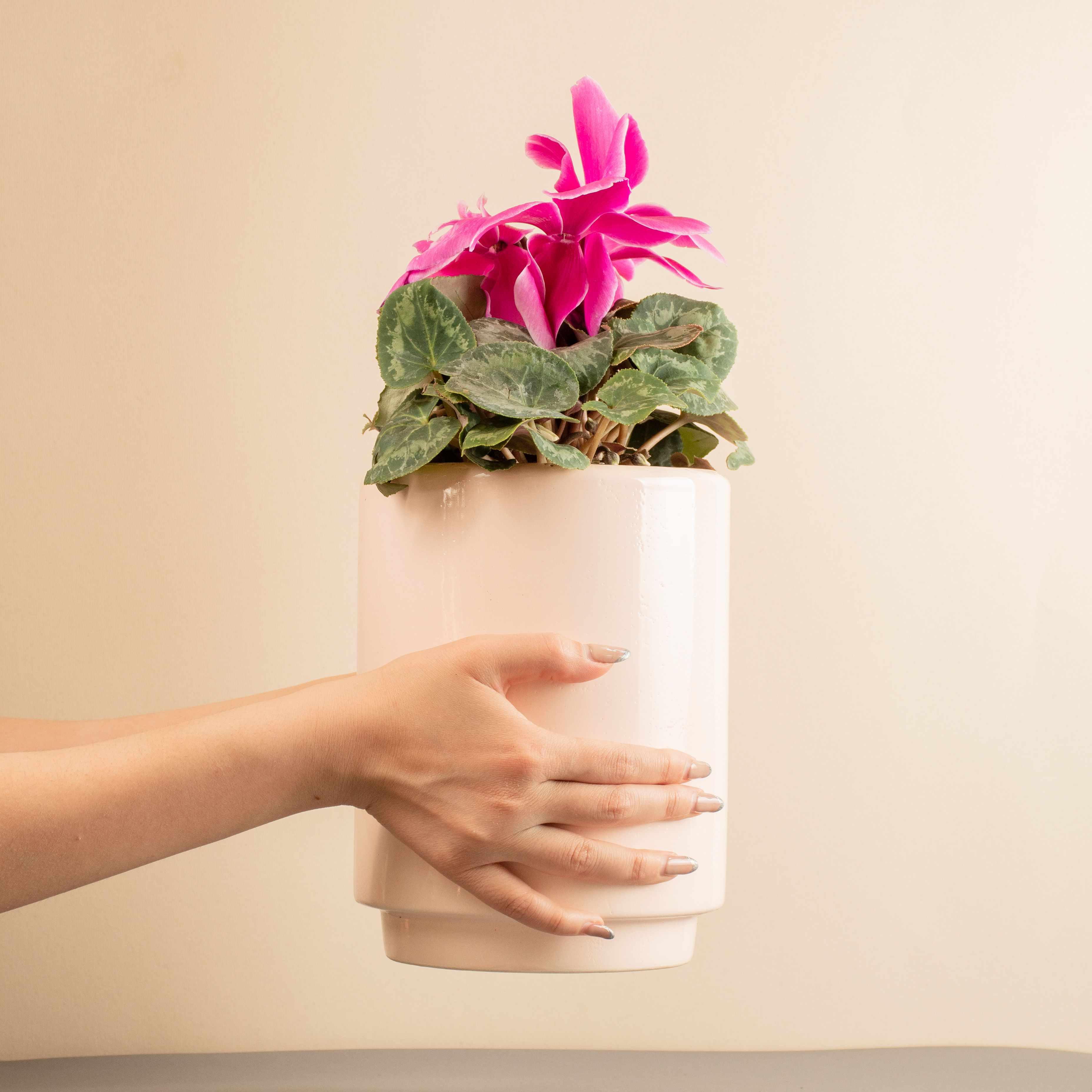 Foto de stock gratuita sobre decoración, flor, hojas, mano, manos manos ...