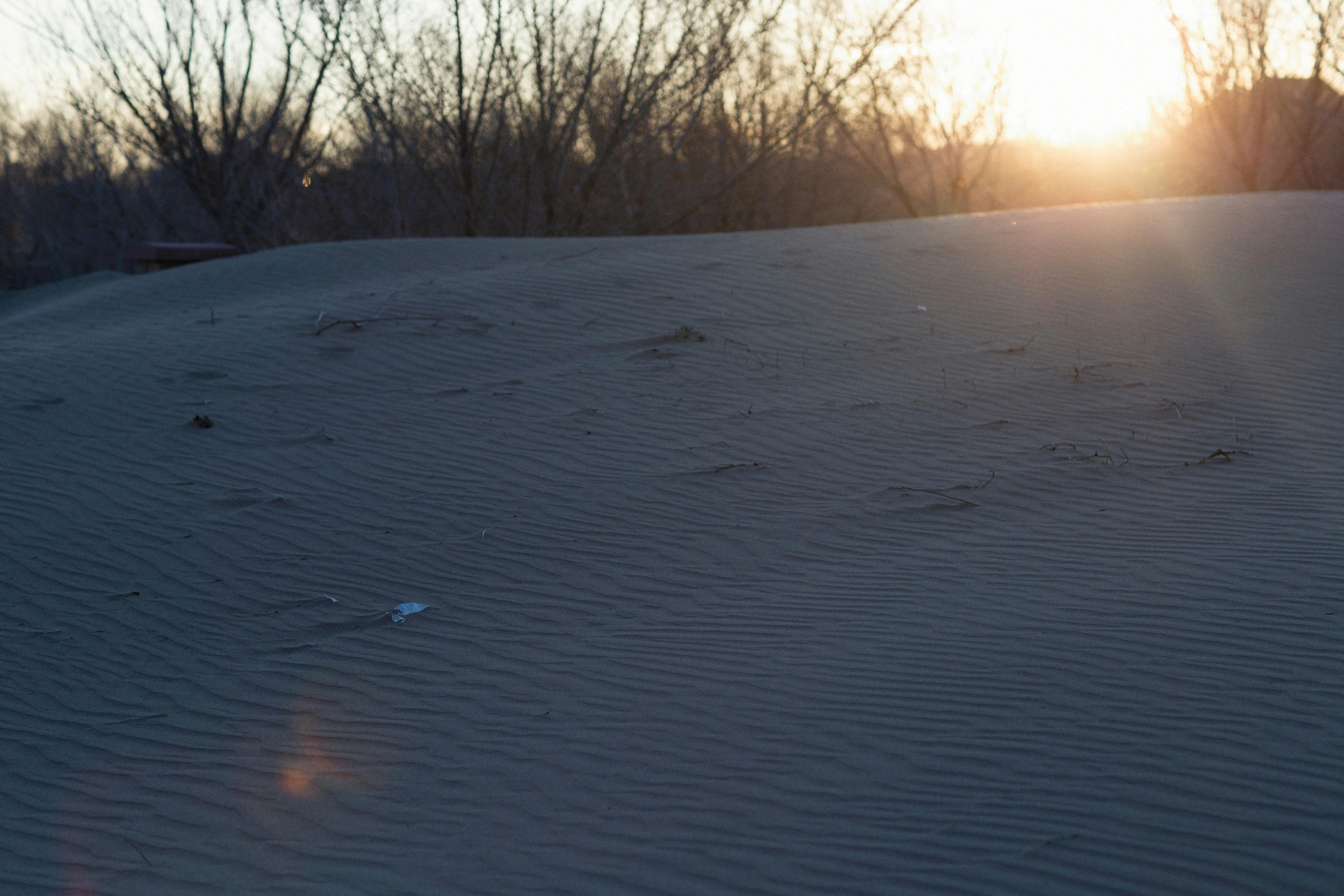 Palm trees under the sun · Free Stock Photo