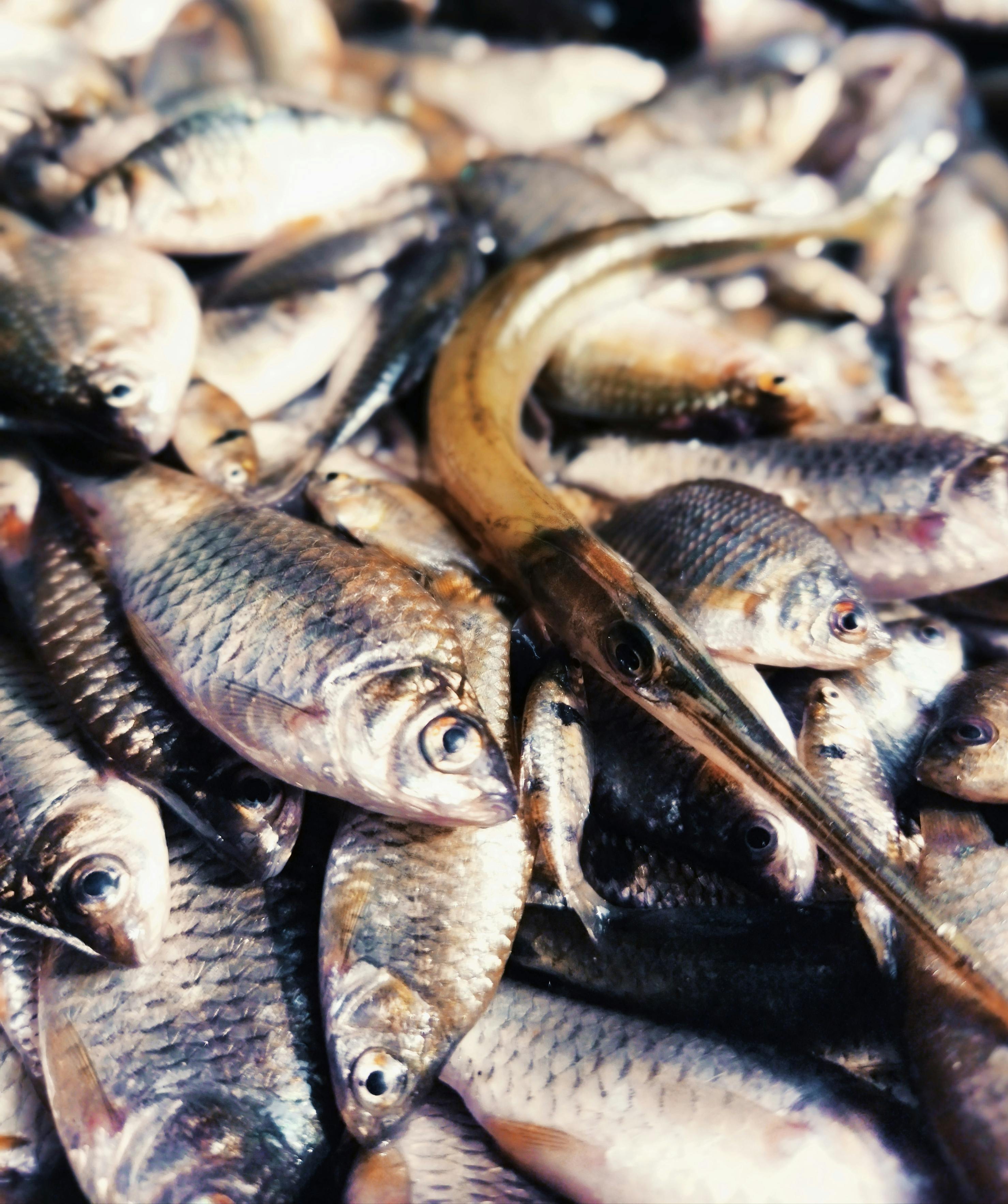 Close-up of a Person Holding a Catfish · Free Stock Photo