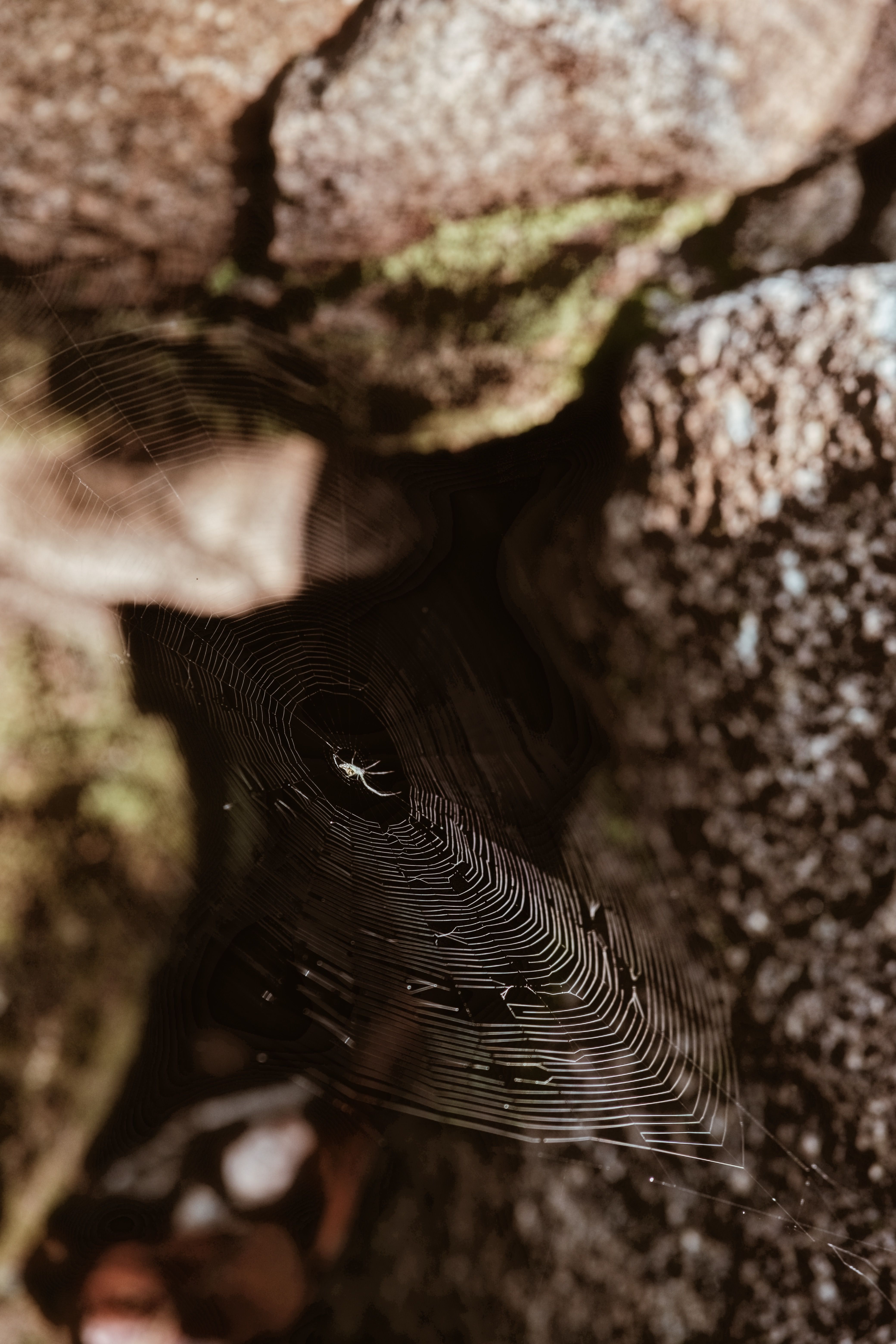 Spider Web on Brown Rock · Free Stock Photo