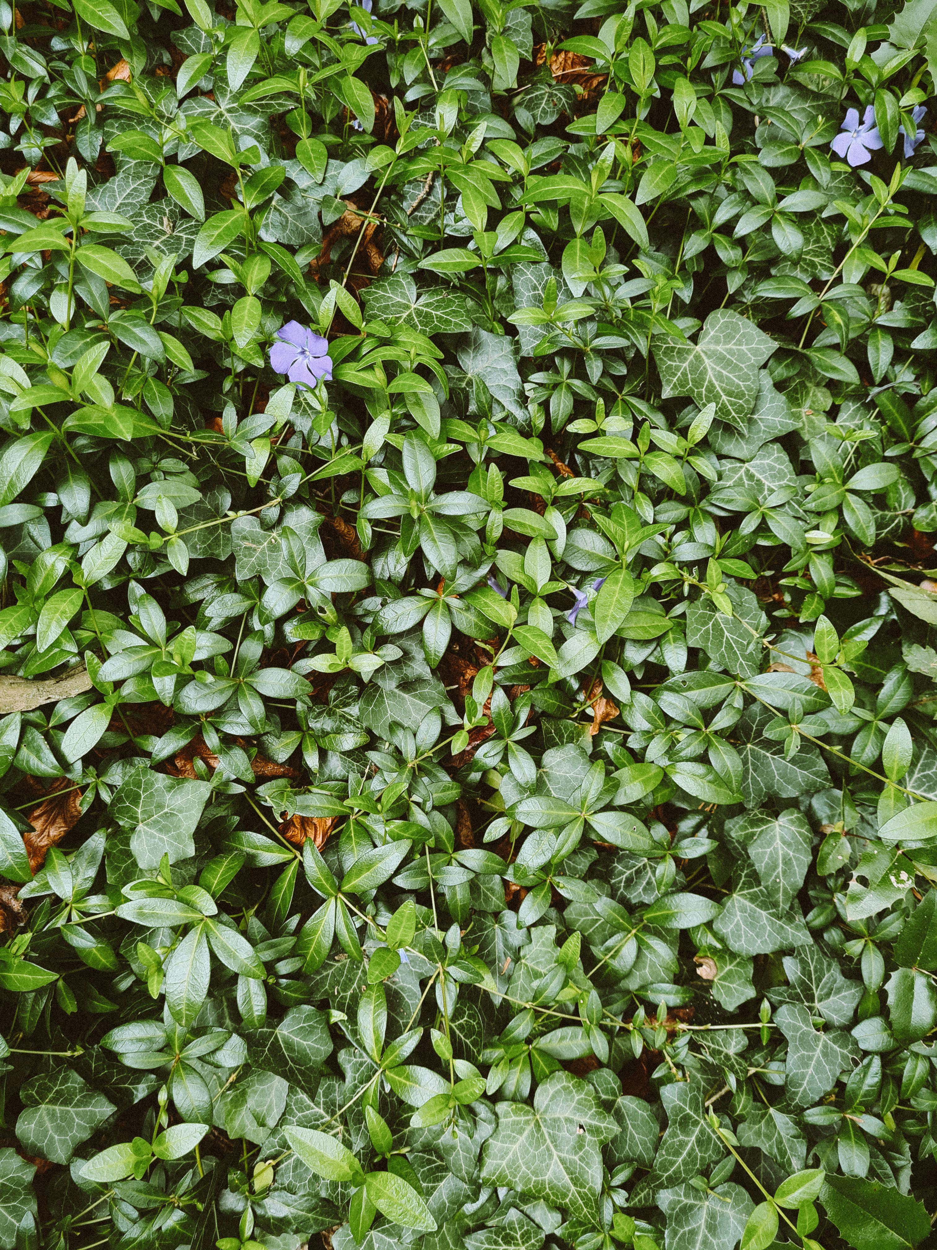 Texture of Foliage · Free Stock Photo