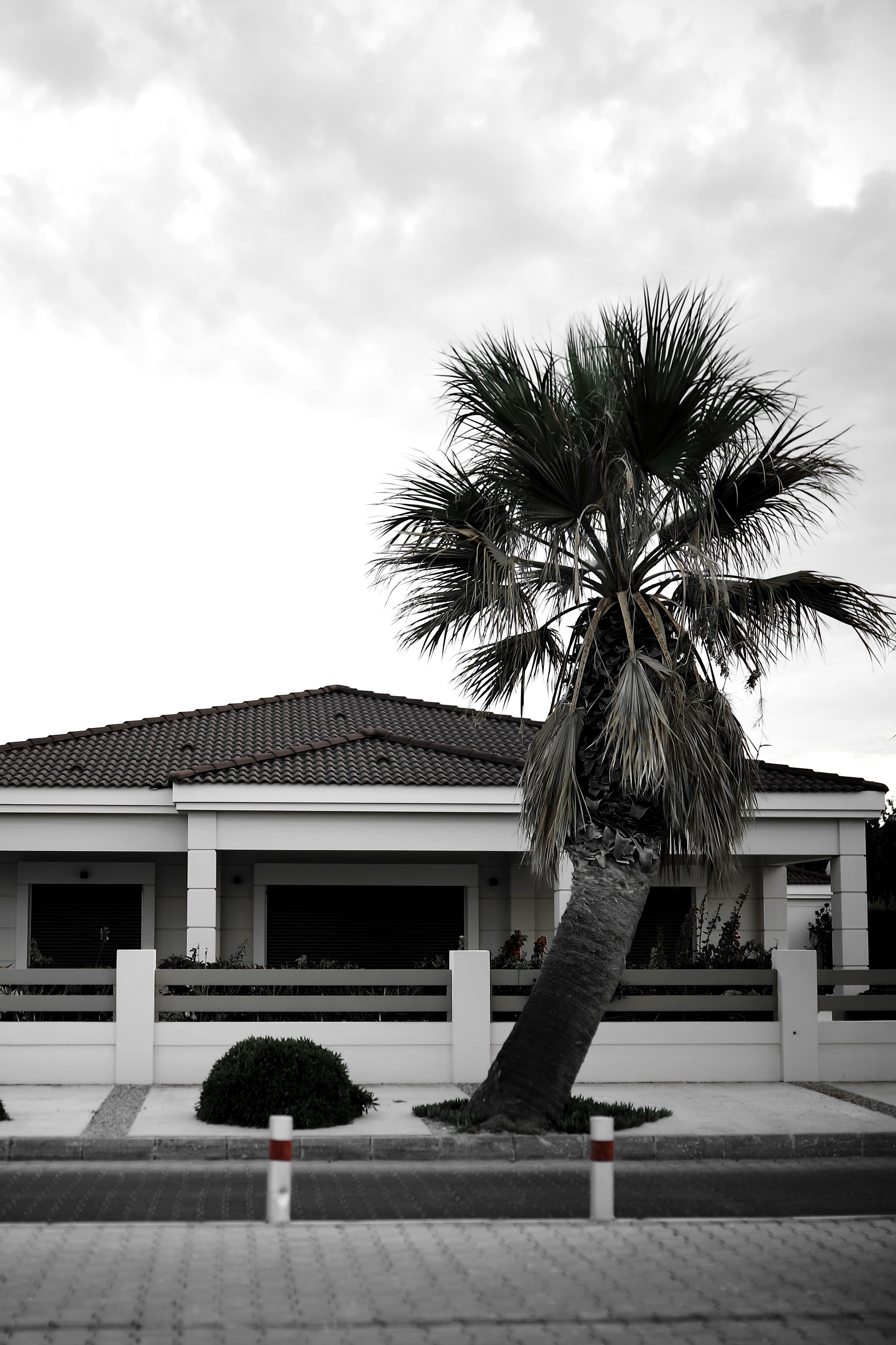 Palm Tree near Houses in Town · Free Stock Photo