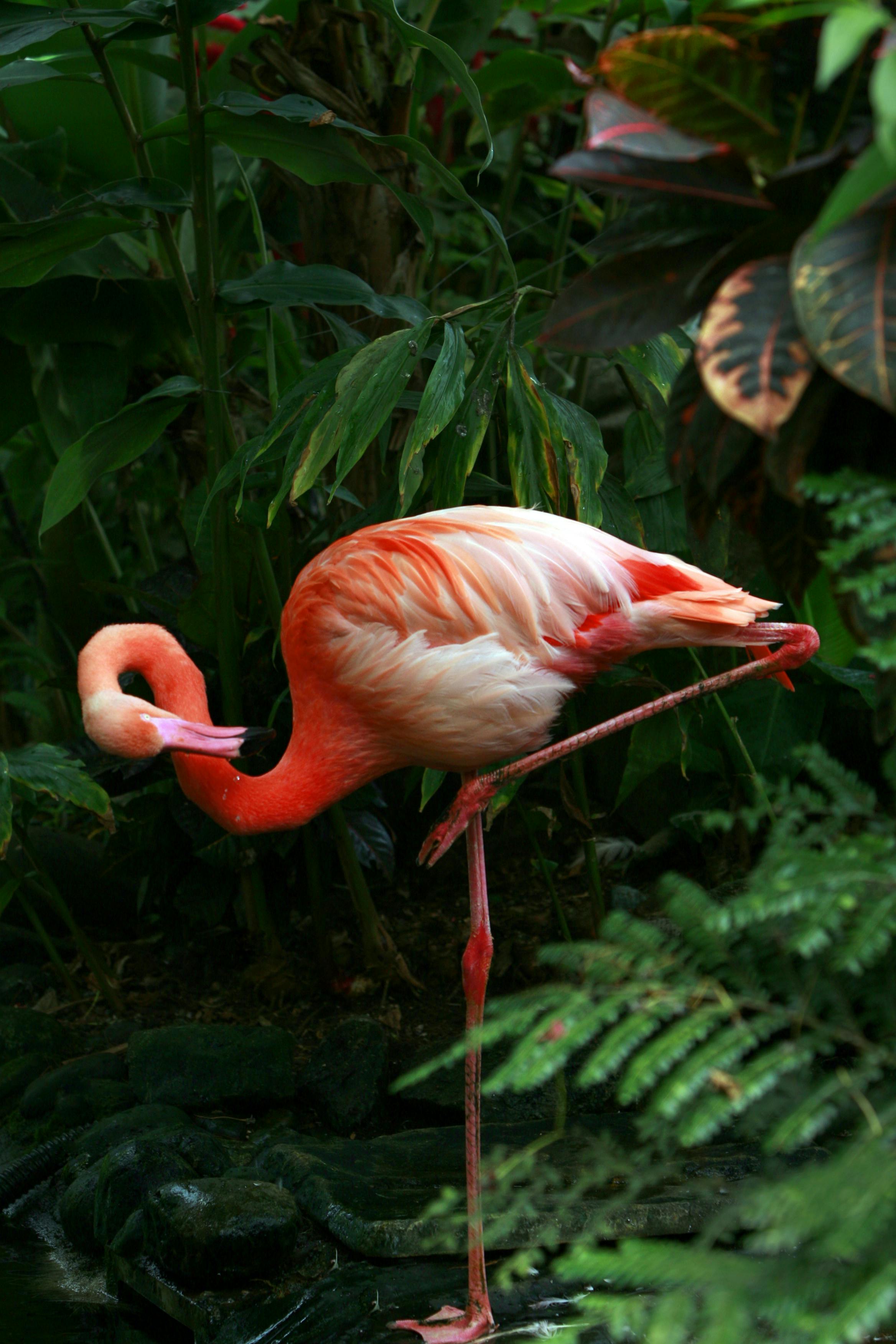 Green Aves Photos, Download Free Green Aves Stock Photos & HD Images