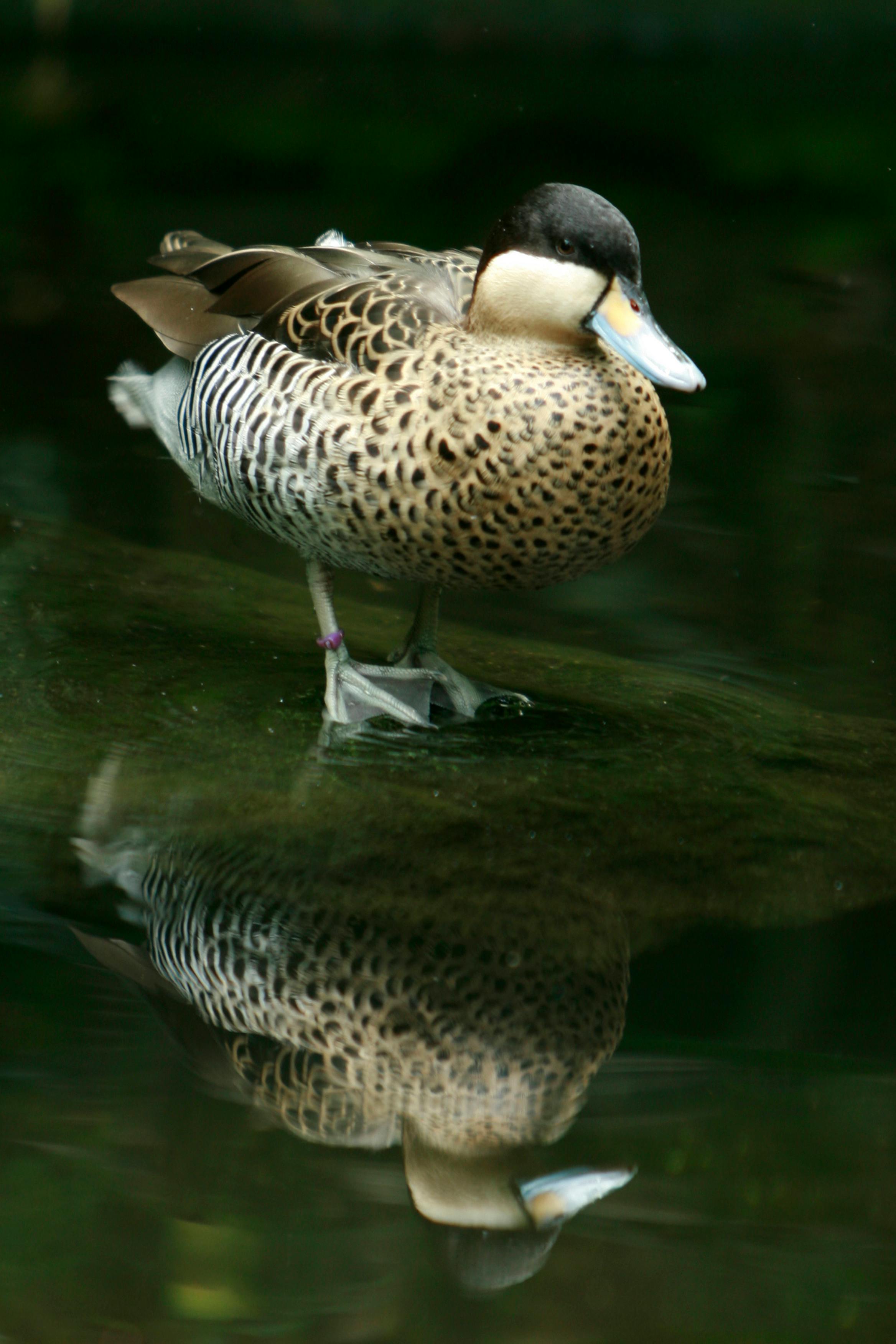 Silver Teal Duck in Water · Free Stock Photo
