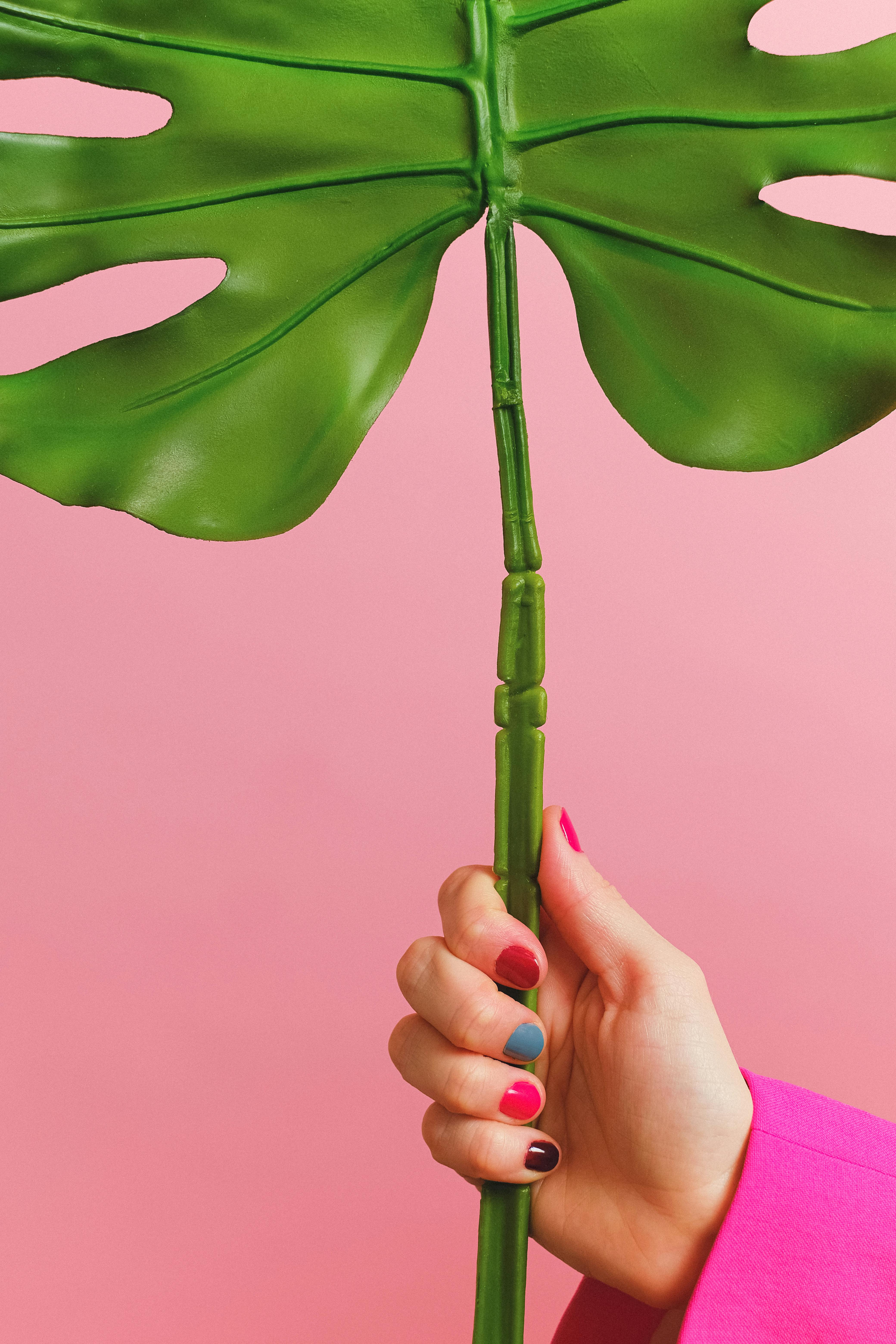 Hand Holding Clove · Free Stock Photo