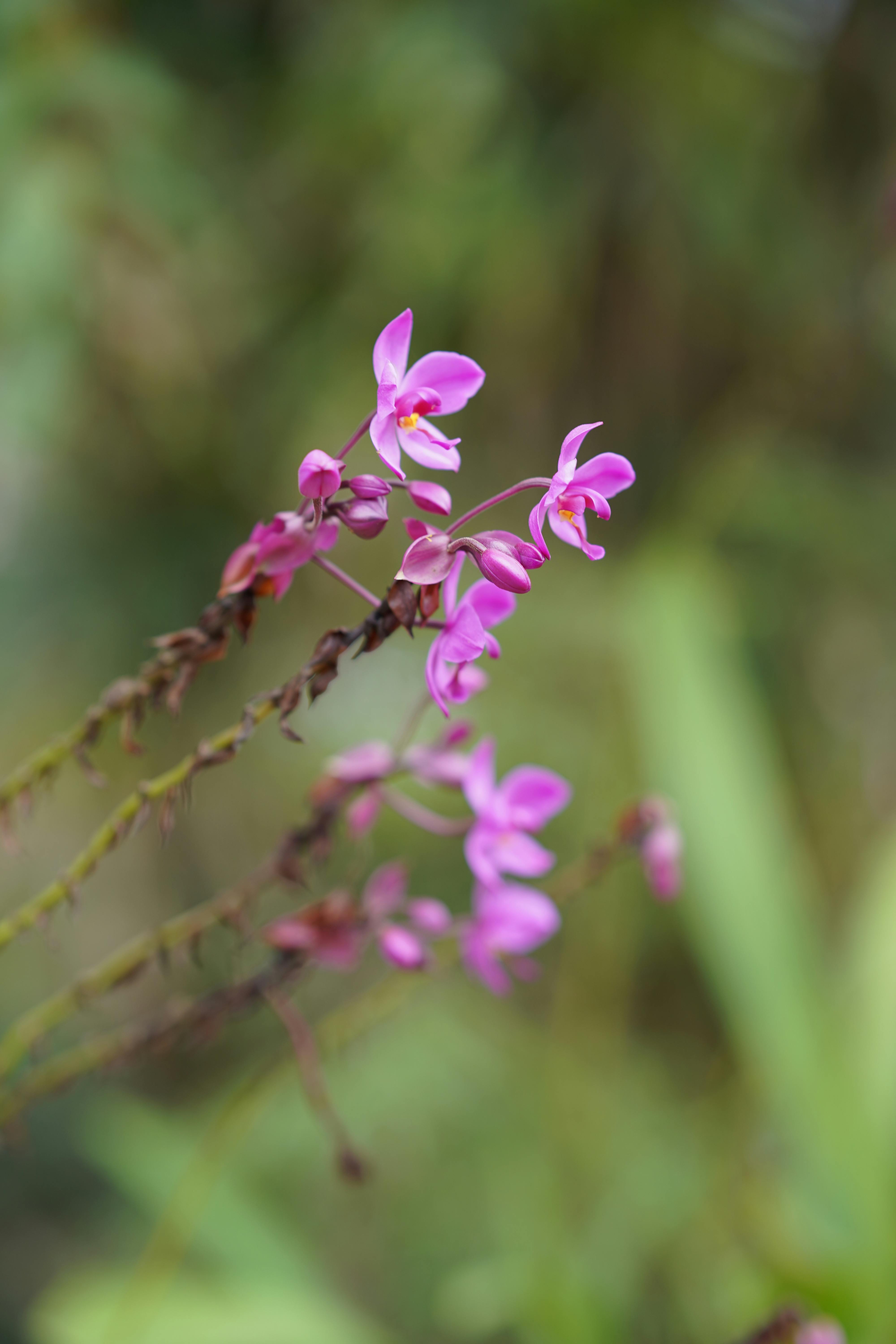 Close up of Thin Flowers · Free Stock Photo