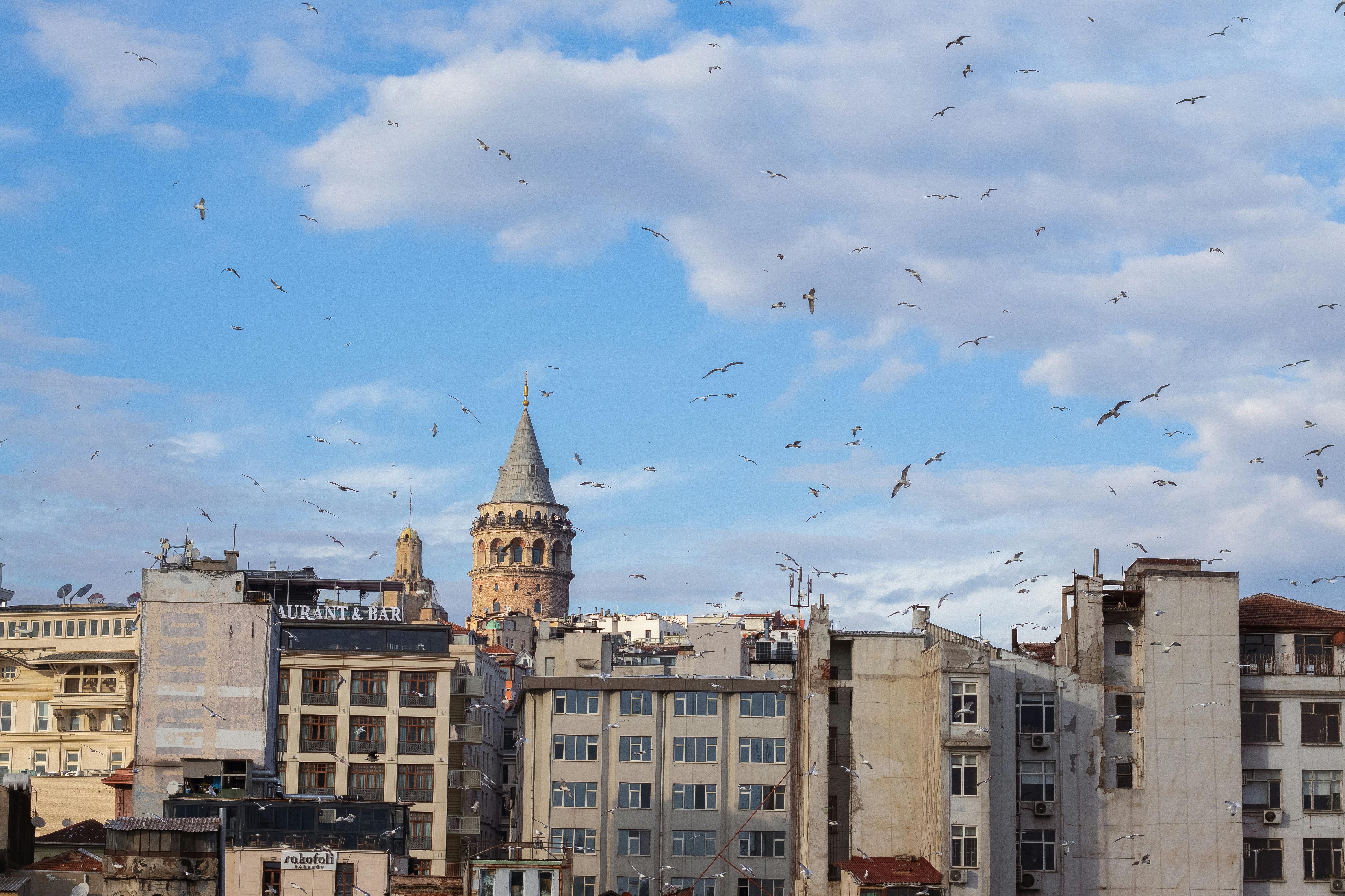 Flock of Birds Flying over the Buildings · Free Stock Photo